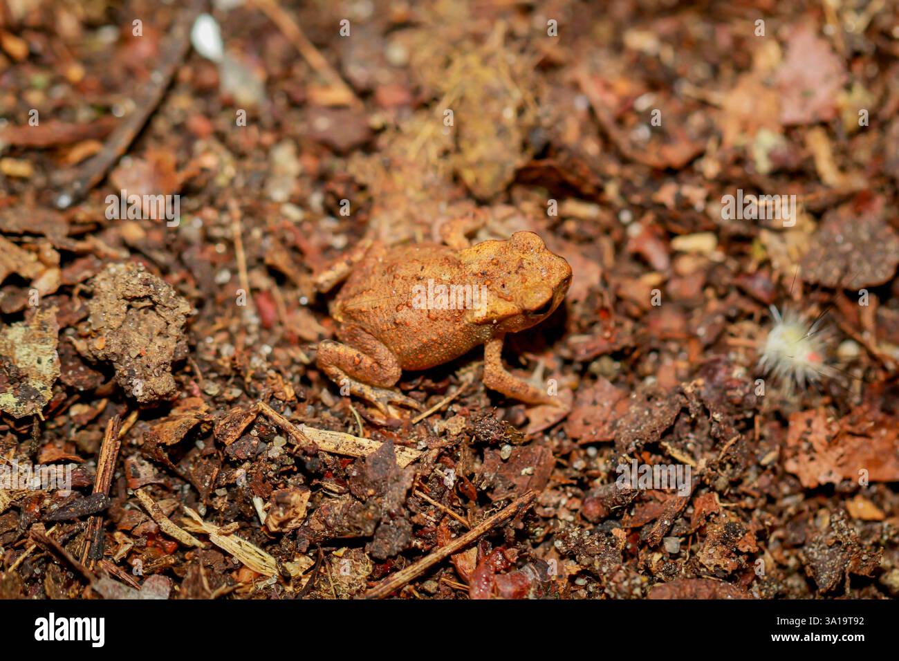 A small frog on the forest floor Stock Photo - Alamy