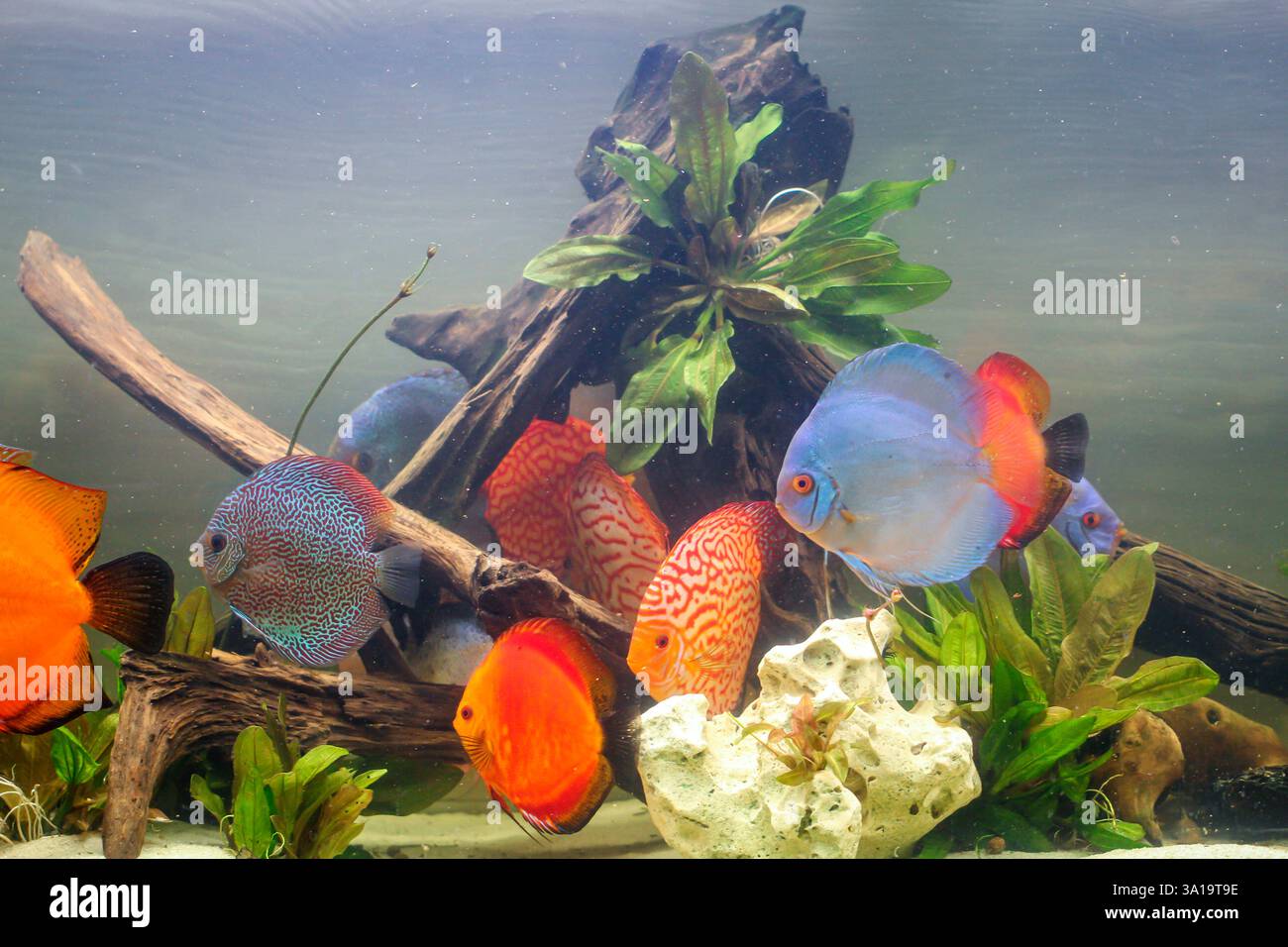 Discus fish in an aquarium Stock Photo - Alamy