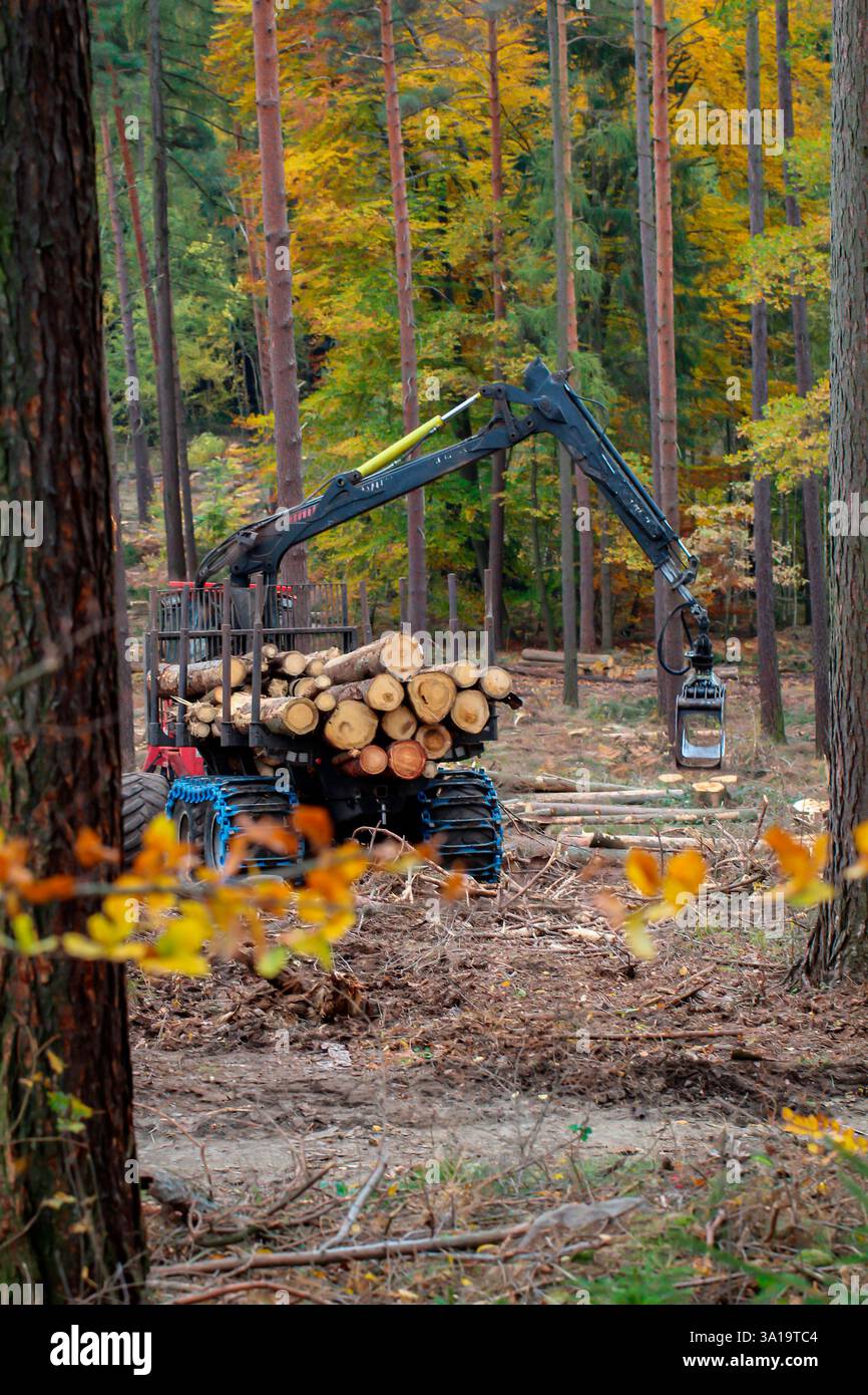 Forest workers load wood onto a trailer Stock Photo - Alamy