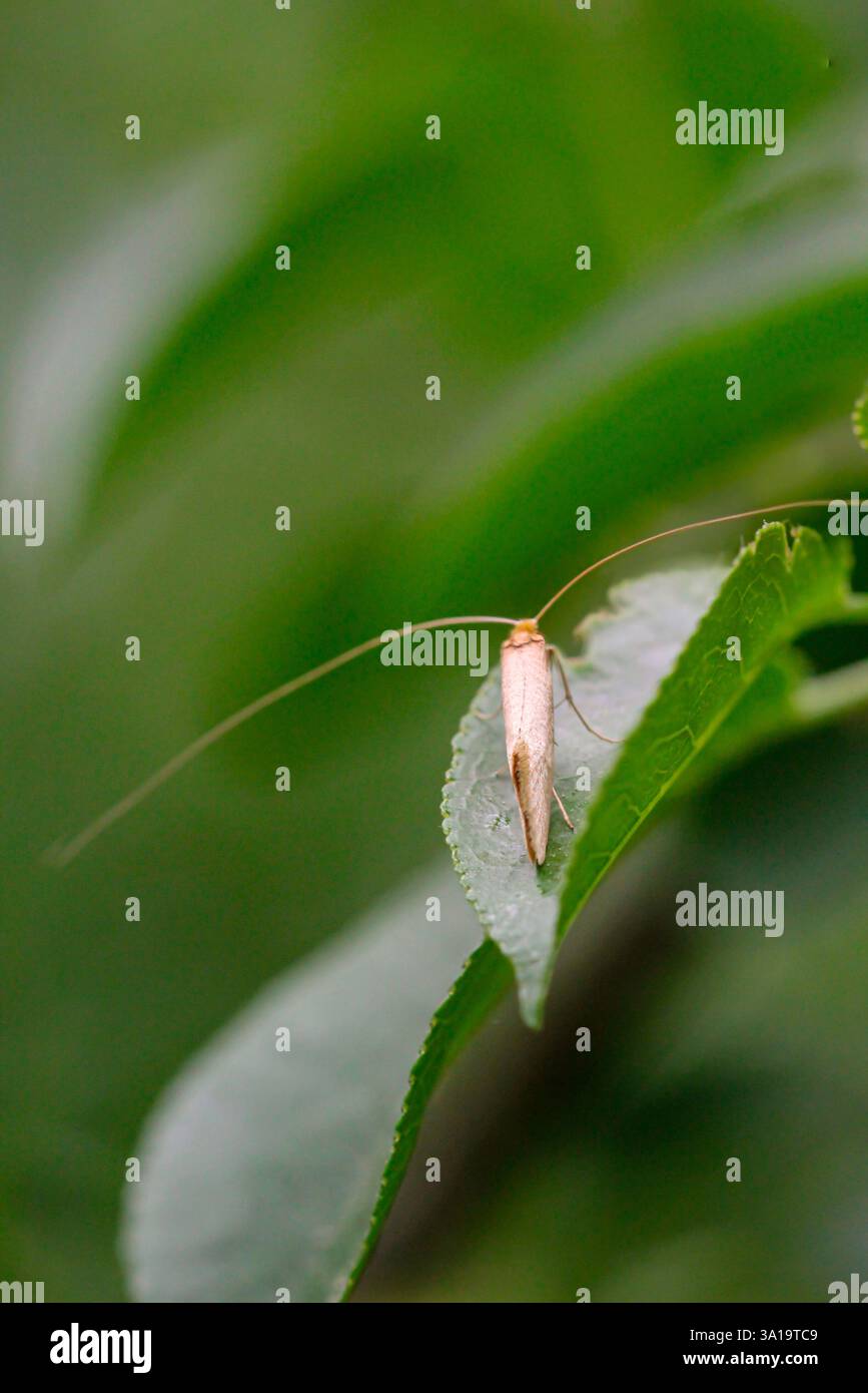 An insect with antennae on a plant Stock Photo - Alamy