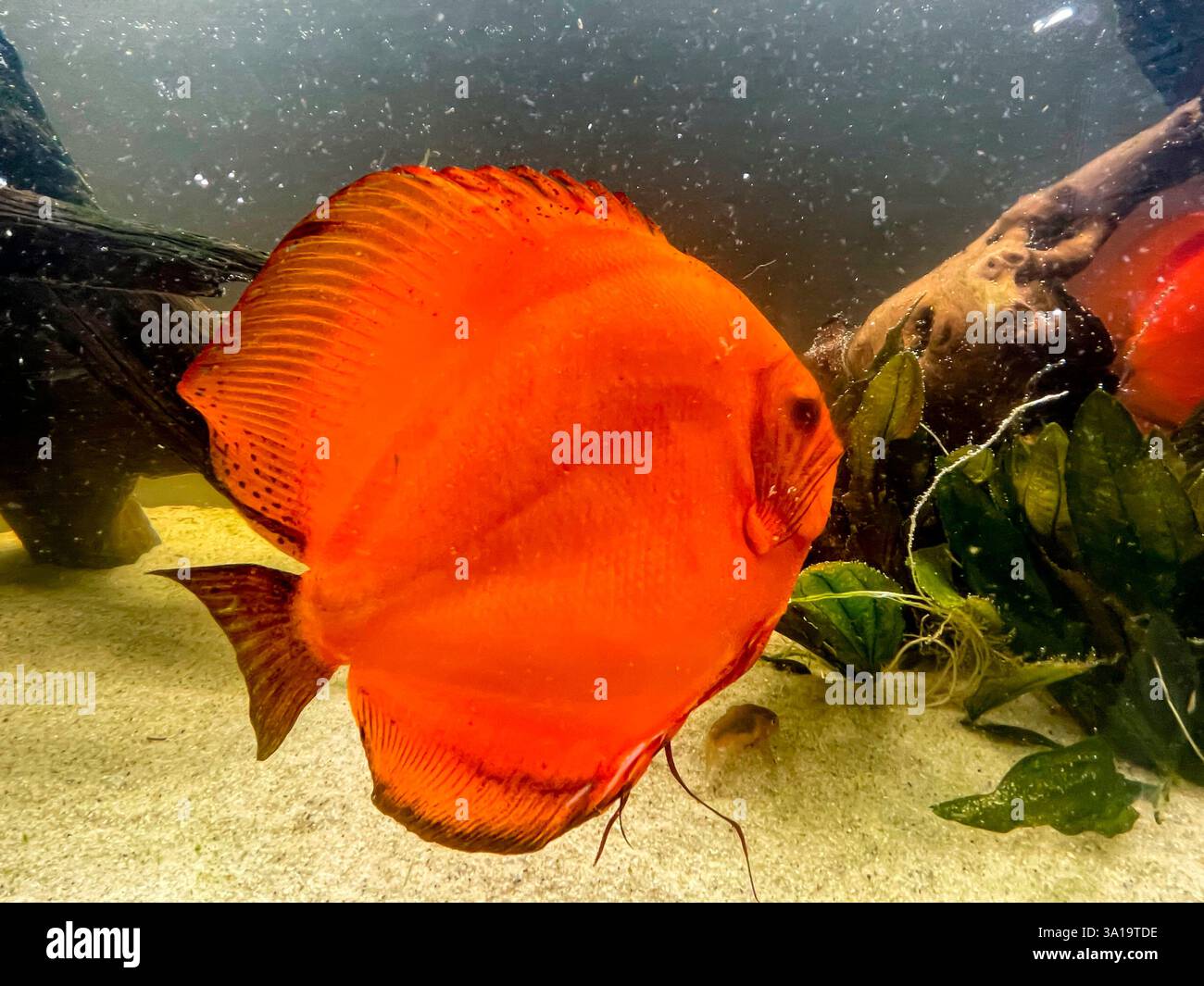 Discus fish in aquarium hi-res stock photography and images - Alamy