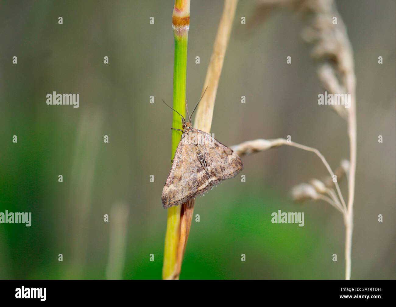 A butterfly, moth, insect Stock Photo - Alamy
