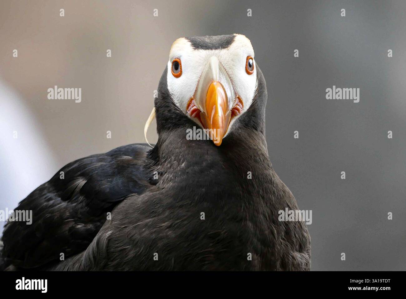 Puffin head hi-res stock photography and images - Alamy