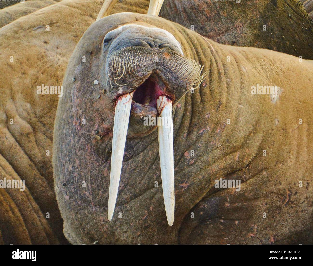 Face portrait of a walrus hi-res stock photography and images - Alamy