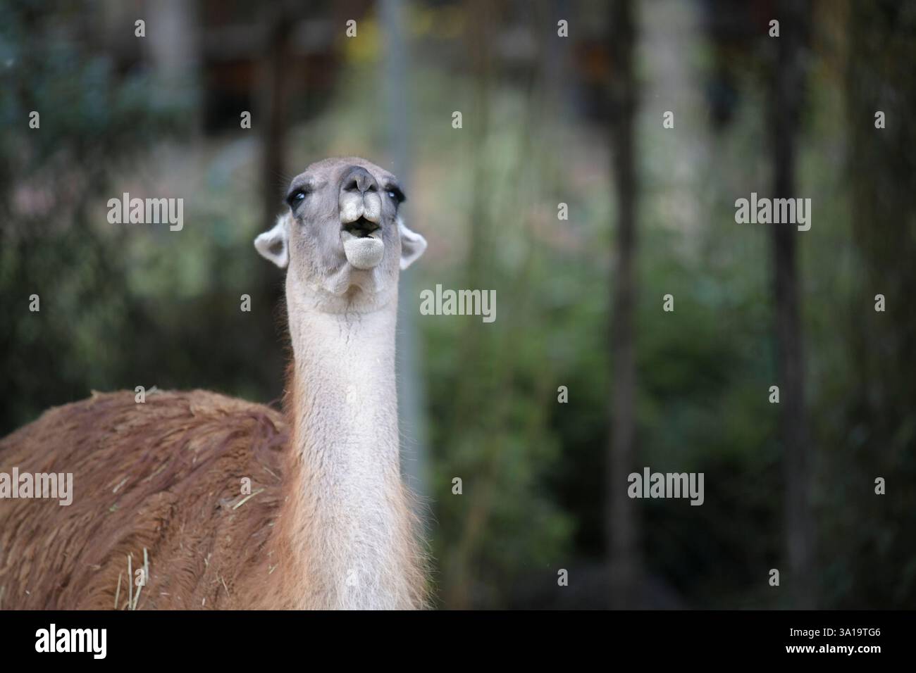 Guanaco - head portrait Stock Photo - Alamy