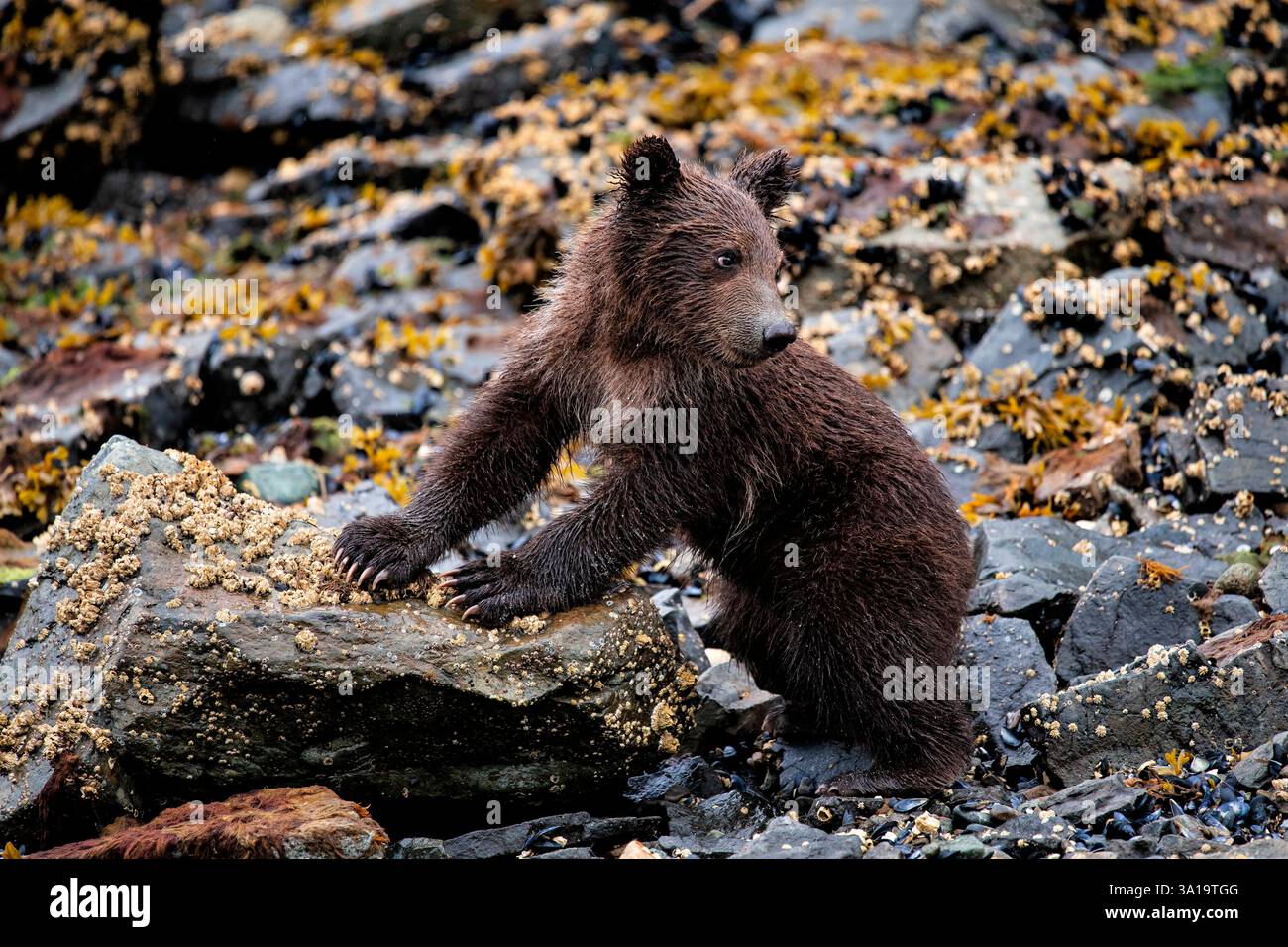 Cute grizzly cub in pose Stock Photo - Alamy