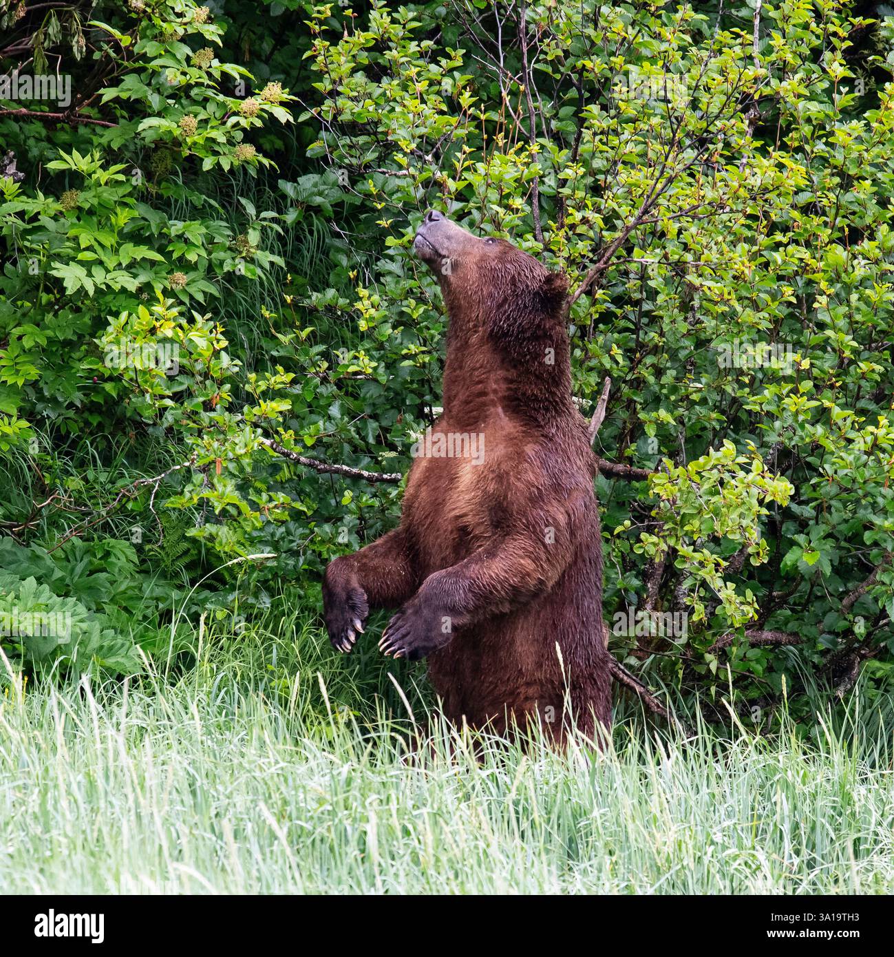 Grizzly bear standing upright hi-res stock photography and images - Alamy