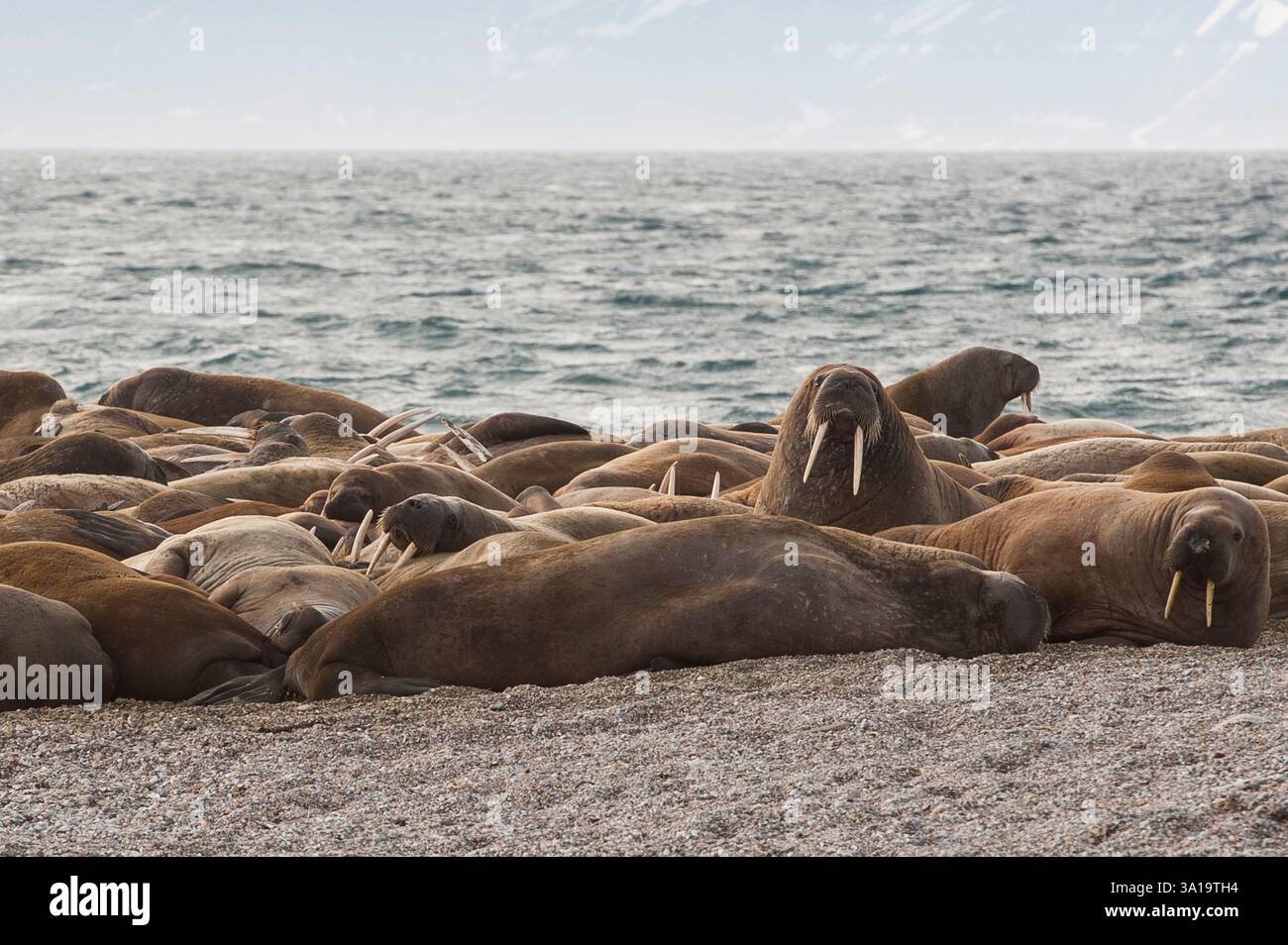 Svalbard walrus colony hi-res stock photography and images - Alamy