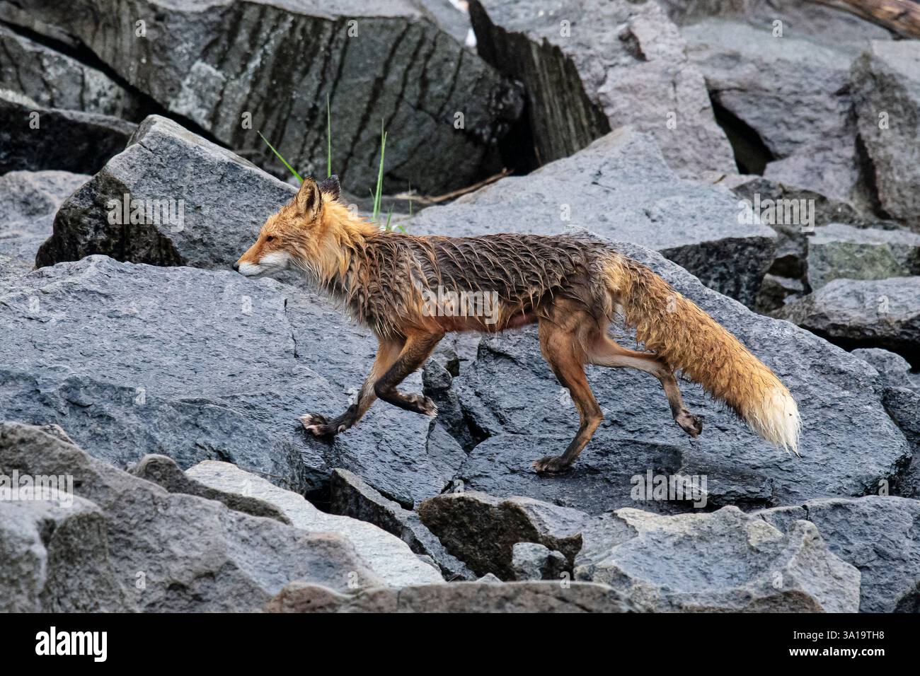 Red fox on tour Stock Photo - Alamy