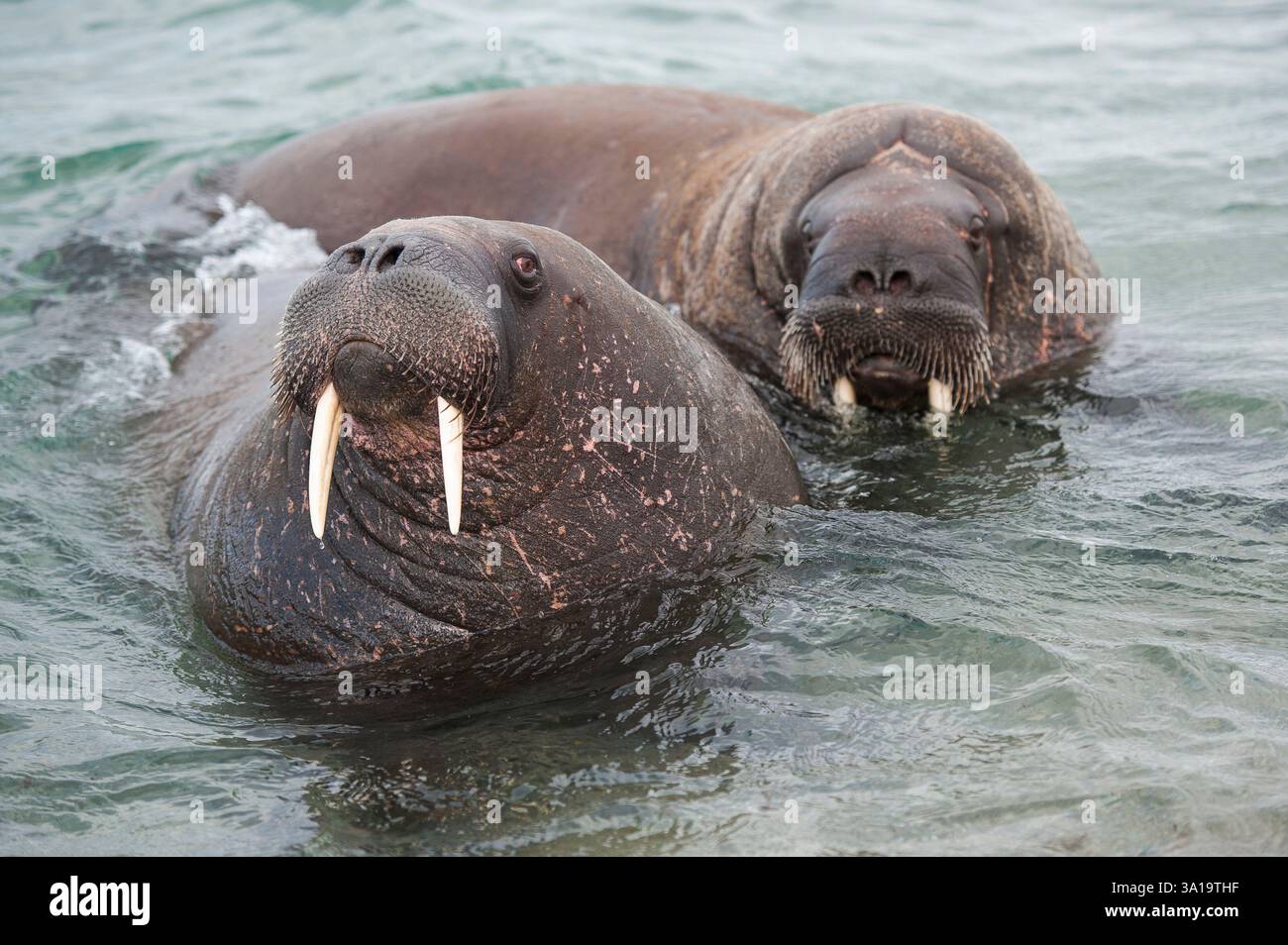 Walruses two pachyderms on the coast of spitsbergen hi-res stock ...