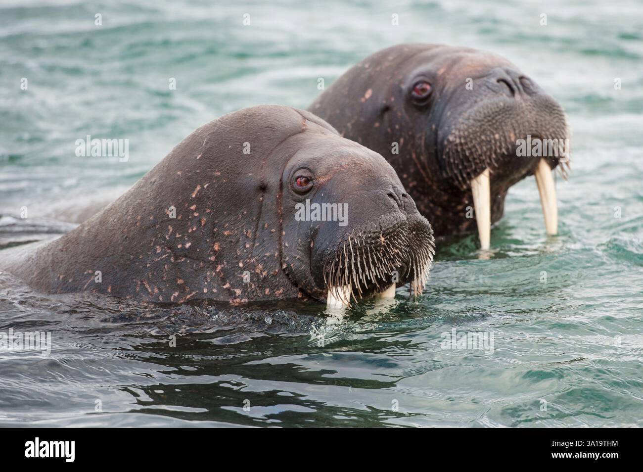 Walruses and two hi-res stock photography and images - Alamy