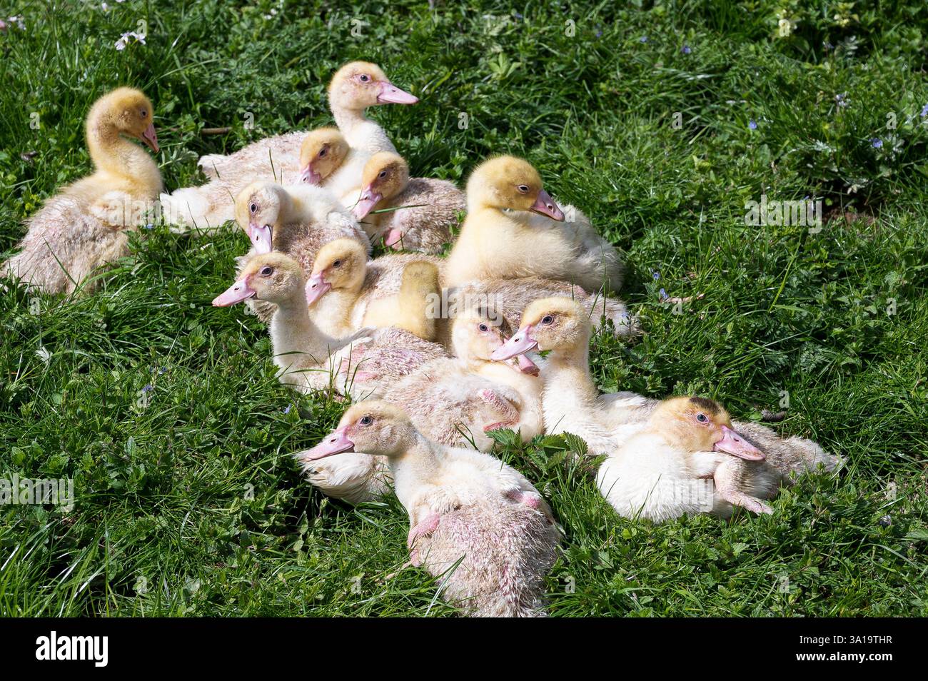 Cute offspring in a duck farm Stock Photo - Alamy