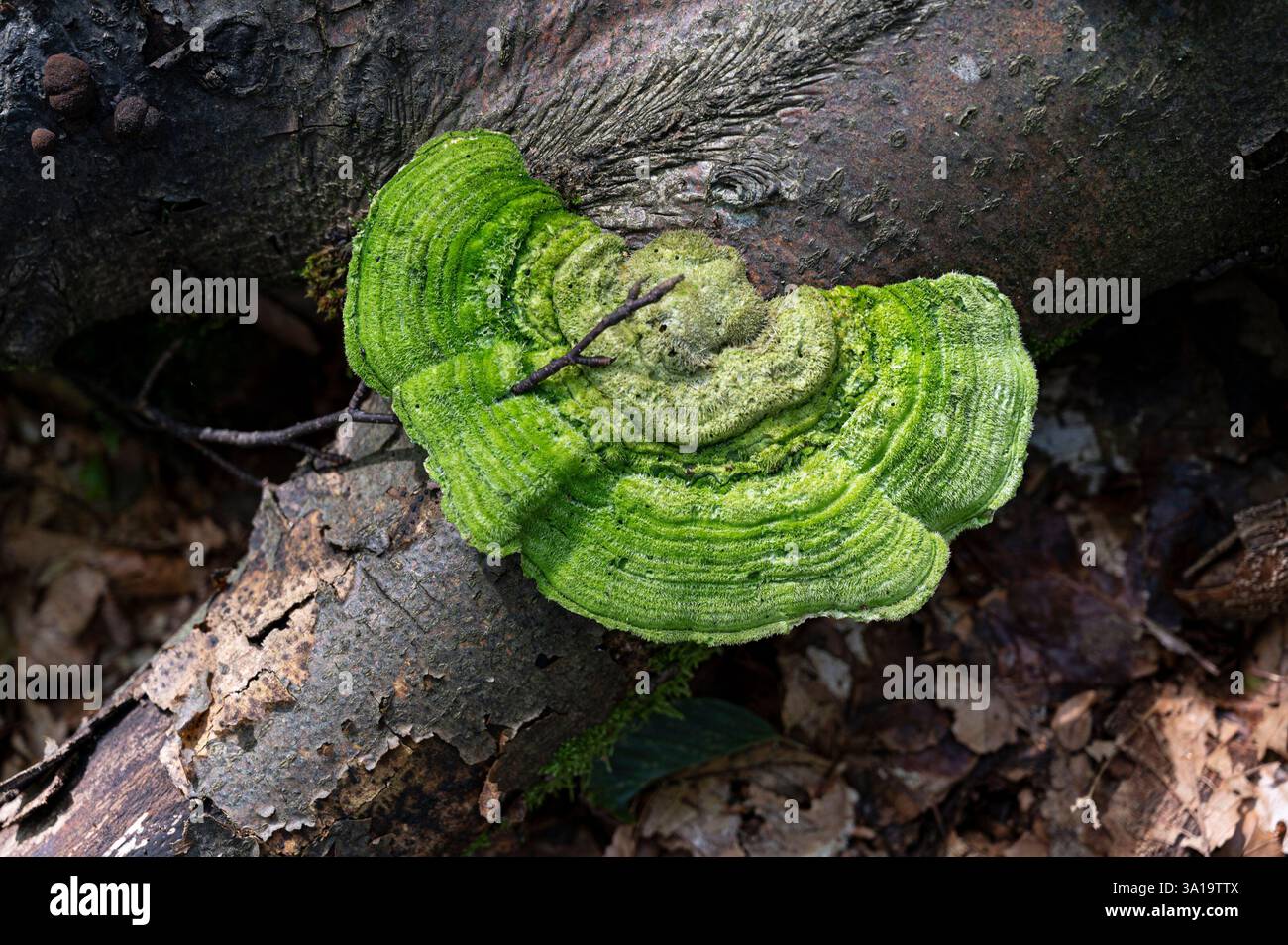 Green tree fungus Stock Photo - Alamy