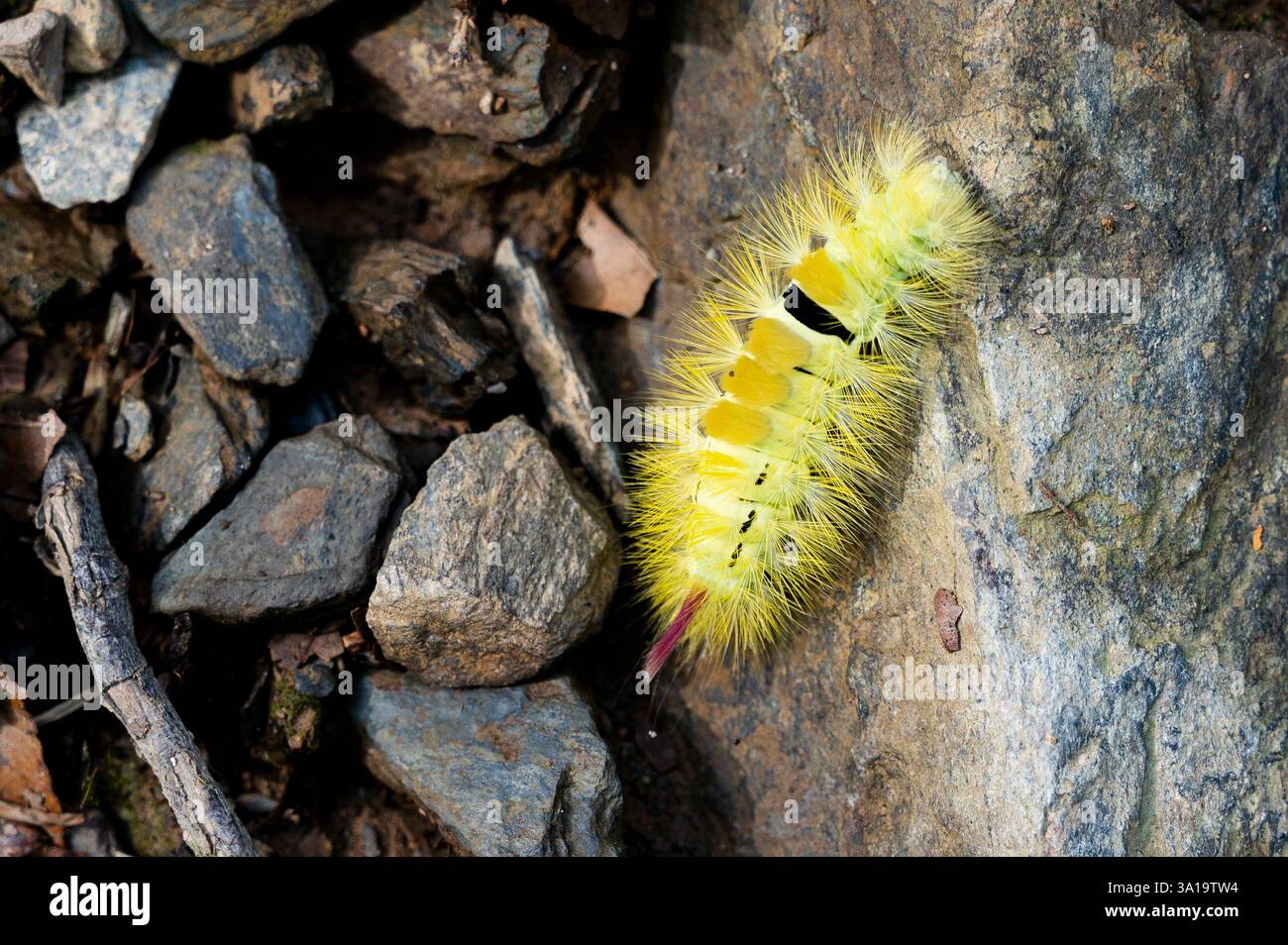 Yellow caterpillar, known as the beech stretch foot Stock Photo - Alamy