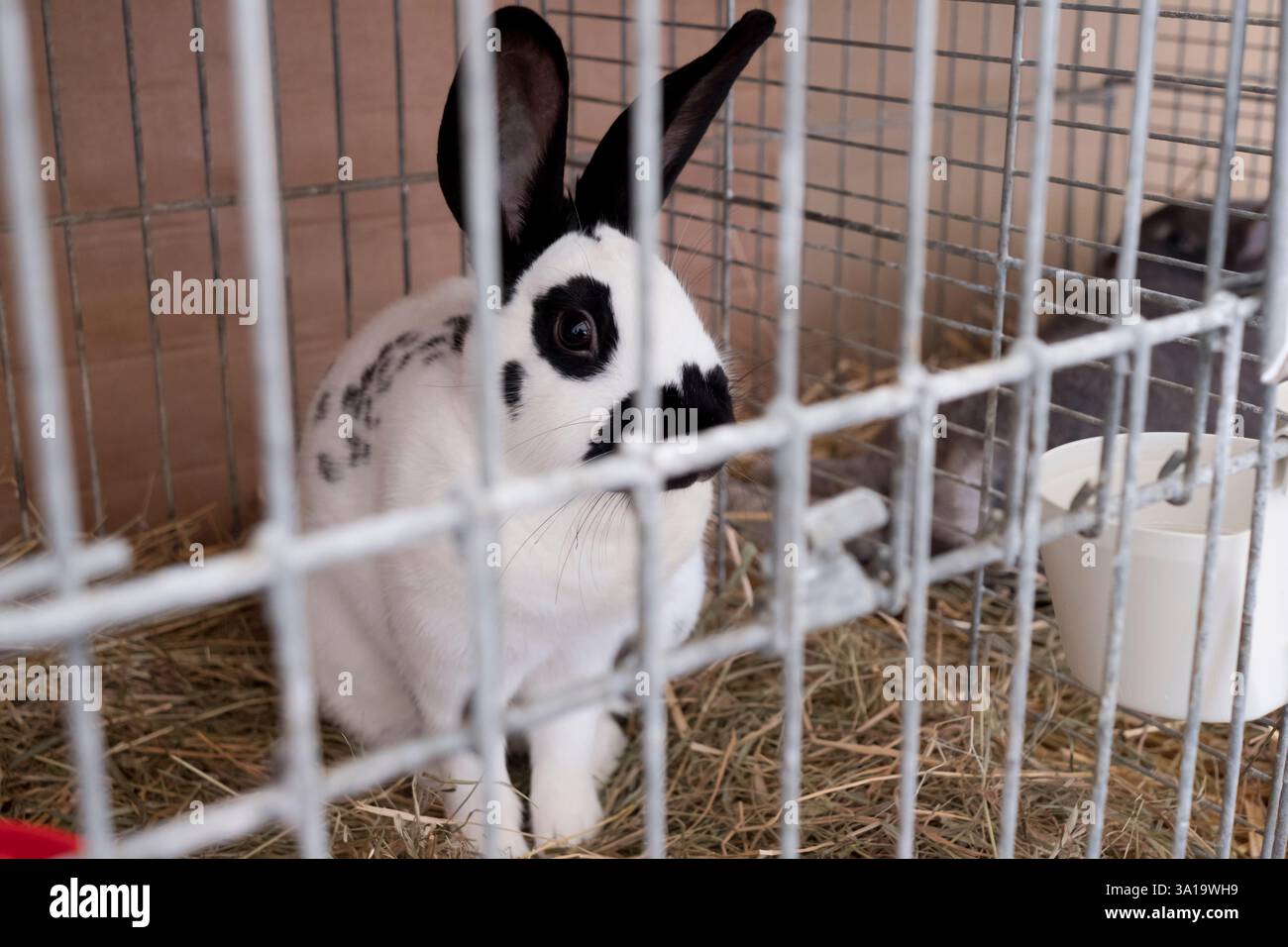 Rabbits at animal show Stock Photo - Alamy