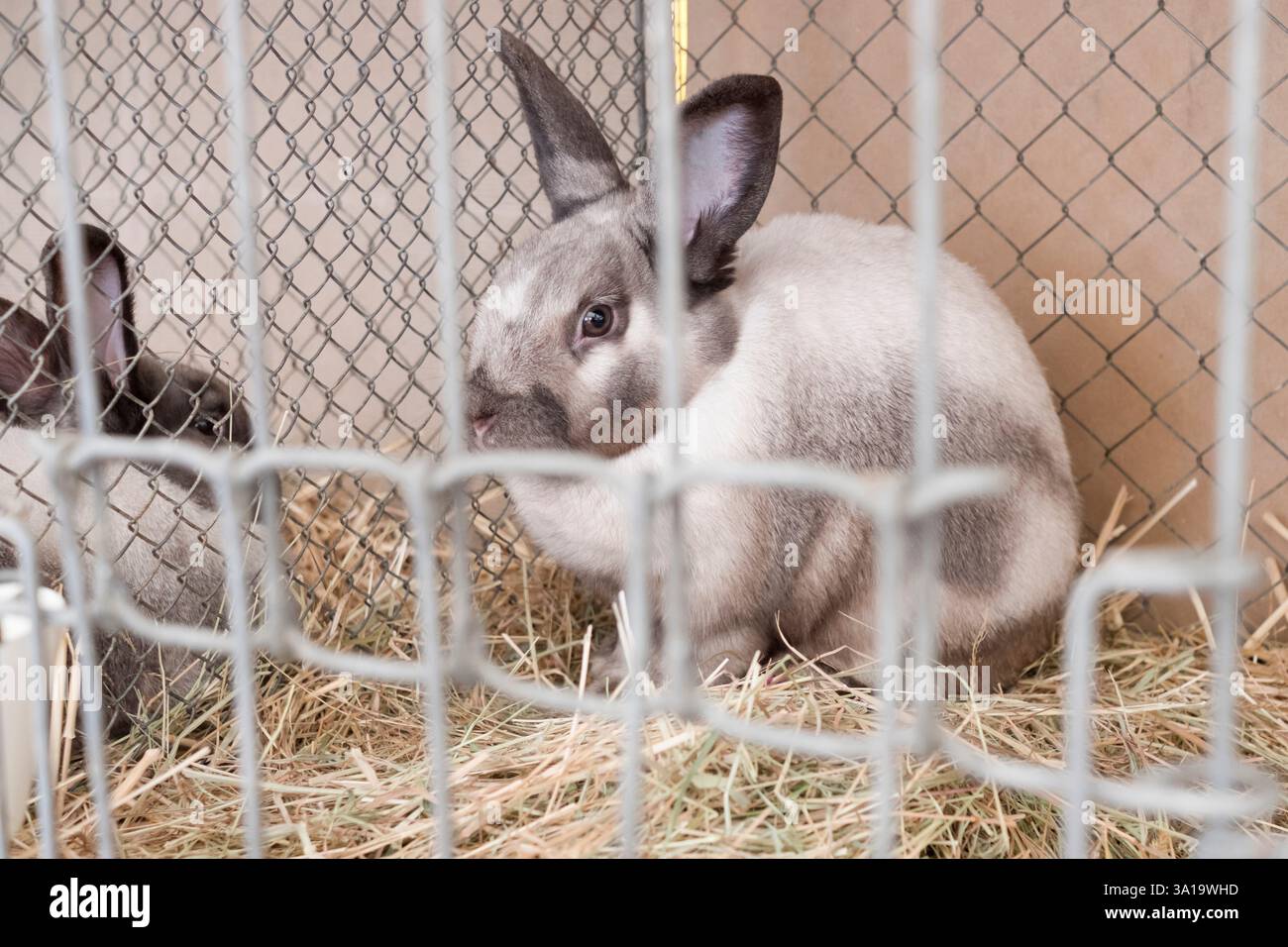 Rabbit exhibition breeding rabbits hi-res stock photography and images ...