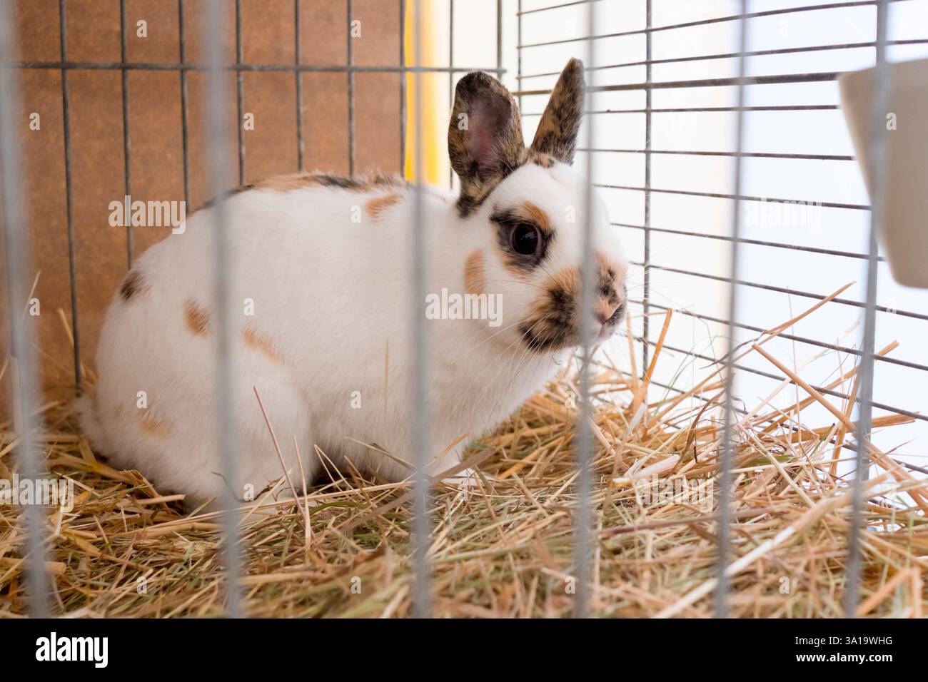 Rabbit exhibition breeding rabbits hi-res stock photography and images ...