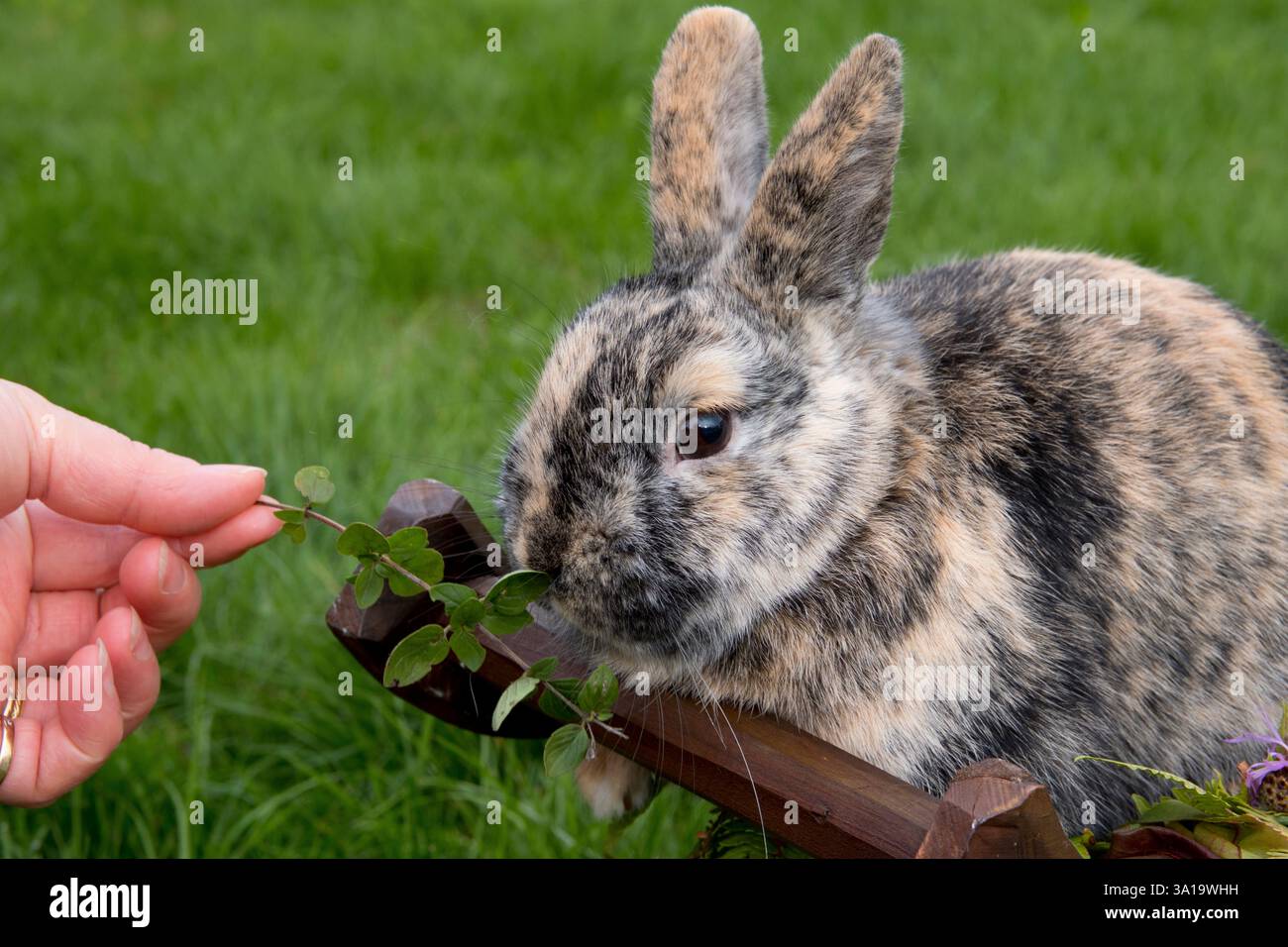 Rabbit is fed Stock Photo - Alamy