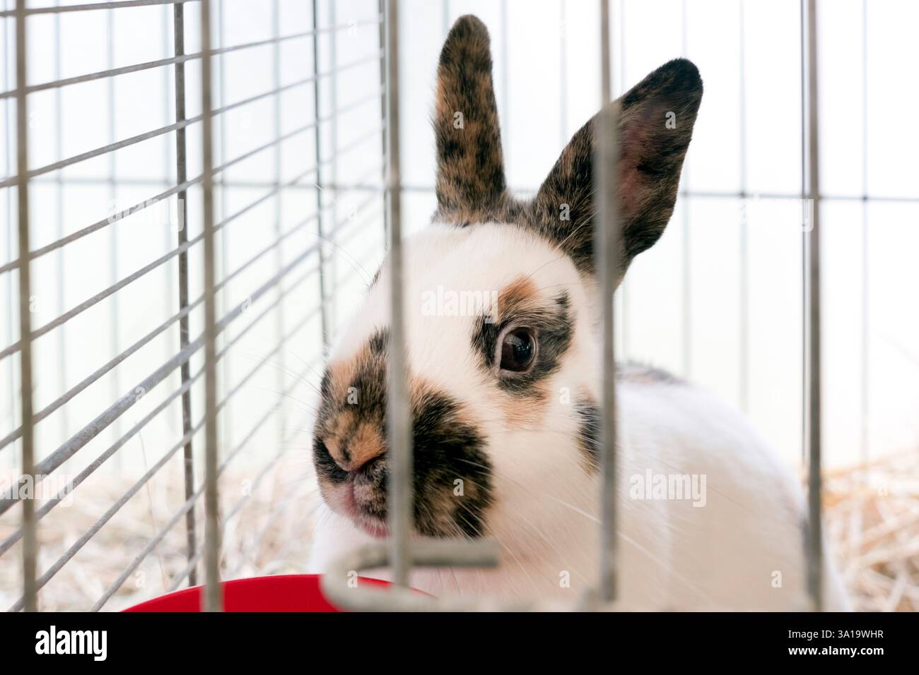Rabbit in a cage Stock Photo - Alamy