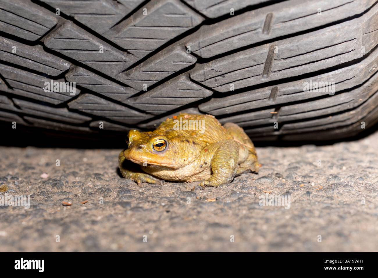 Common toad in front of car tires Bufo bufo Stock Photo - Alamy