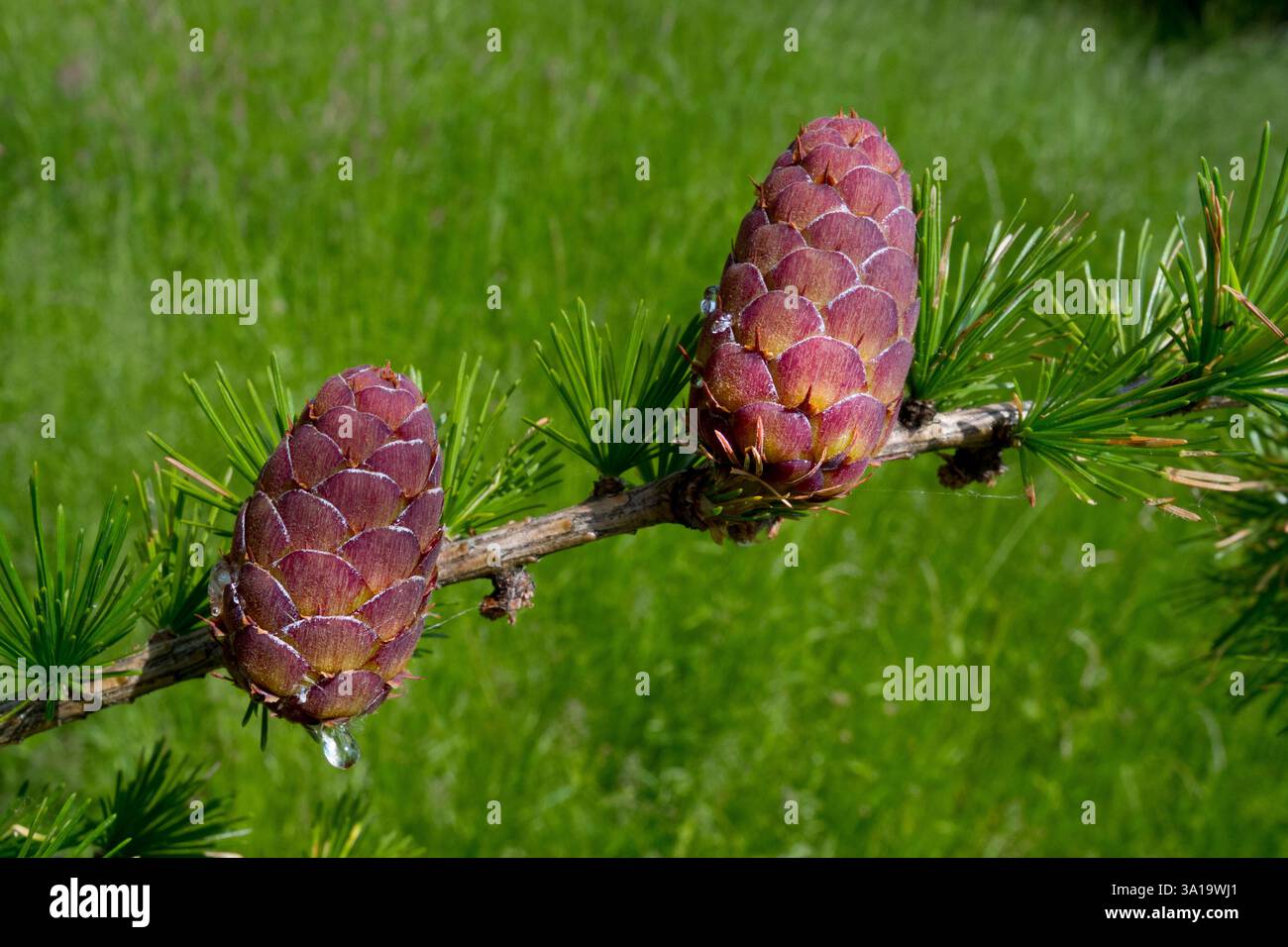 Larix decidua twig hi-res stock photography and images - Alamy