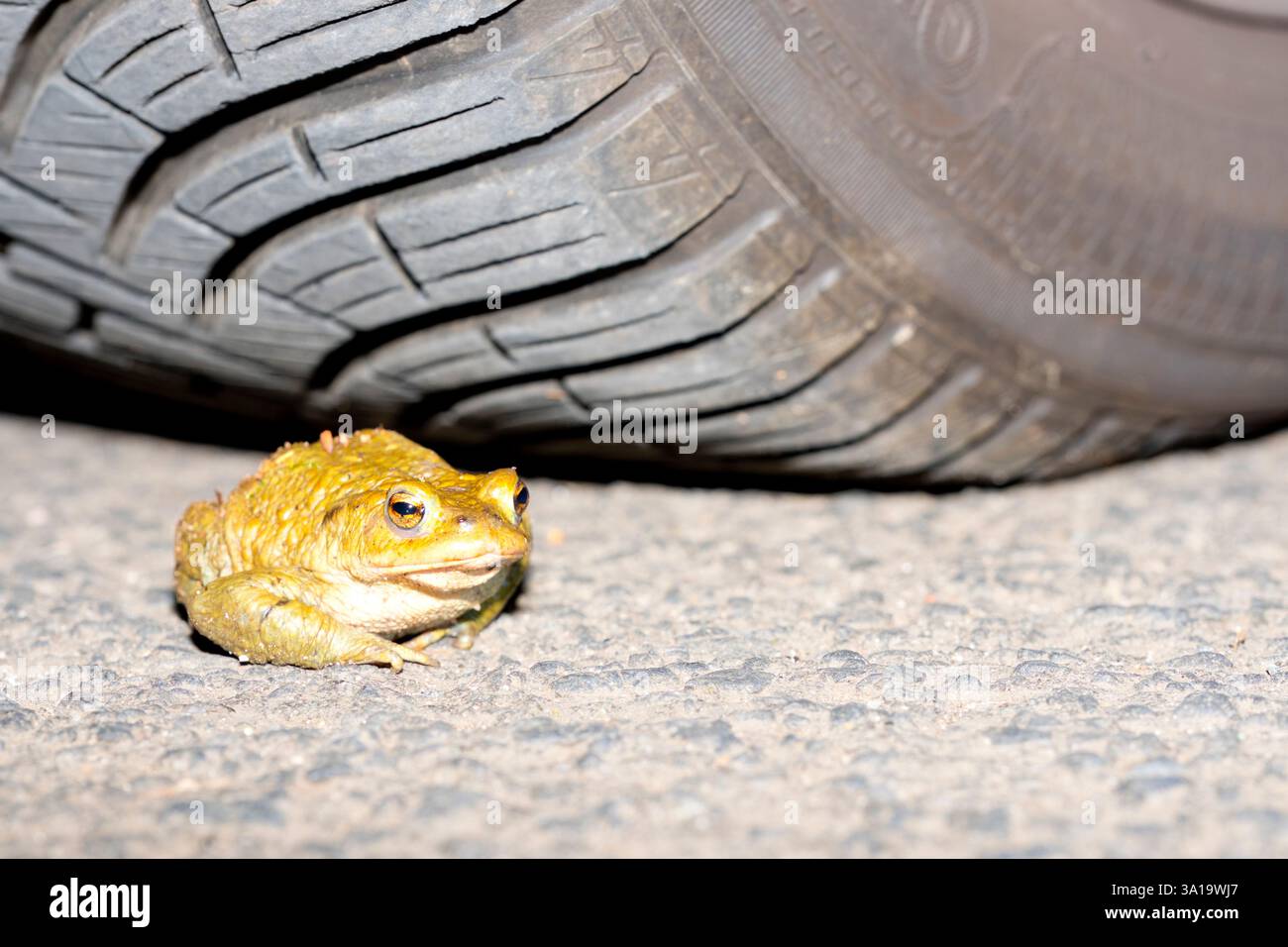 Common toad in front of car tires Bufo bufo Stock Photo - Alamy