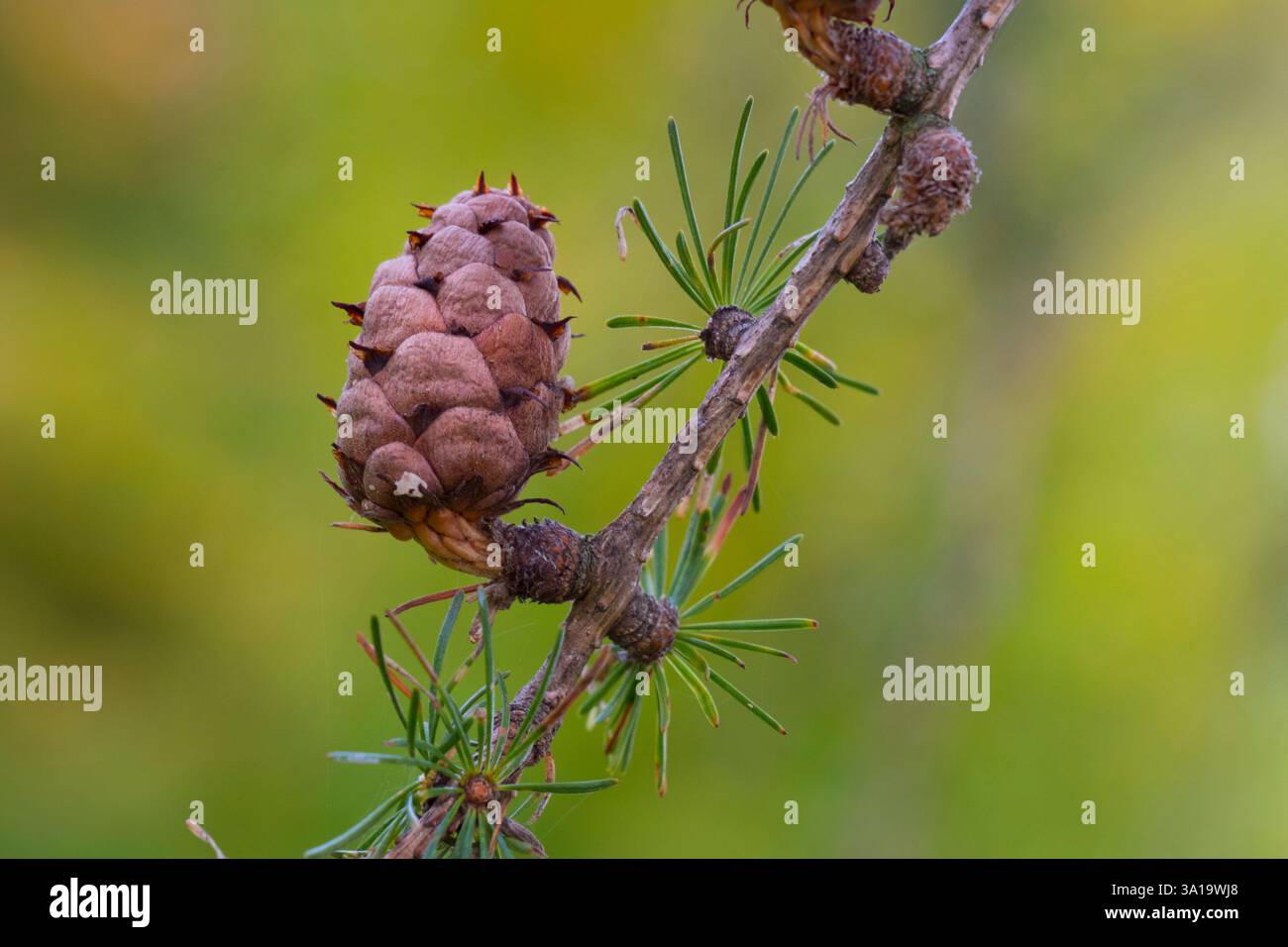 Larix decidua twig hi-res stock photography and images - Alamy