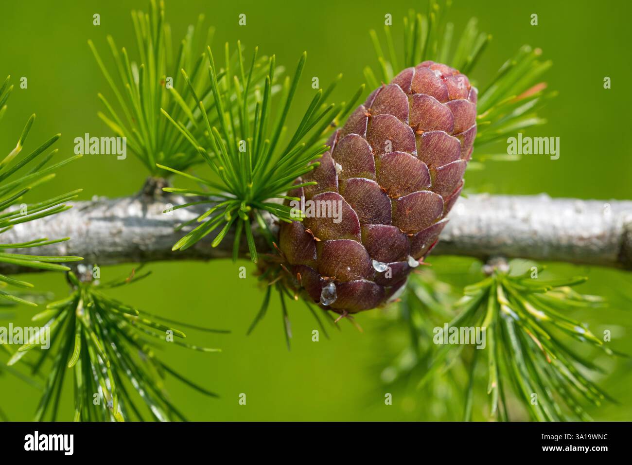 Larix decidua twig hi-res stock photography and images - Alamy