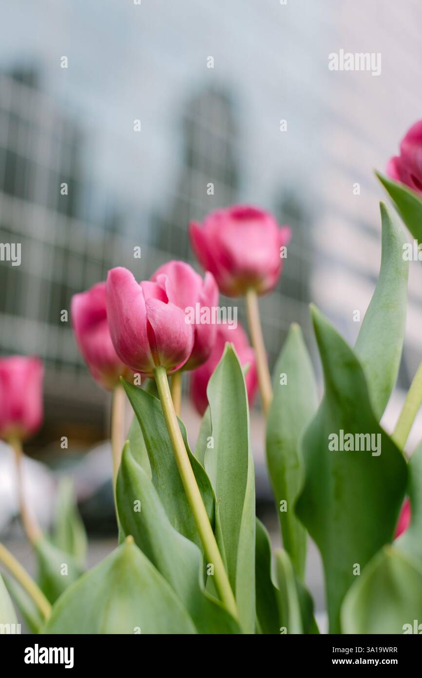 Delicate pink tulips rise above lush green leaves, contrasting ...