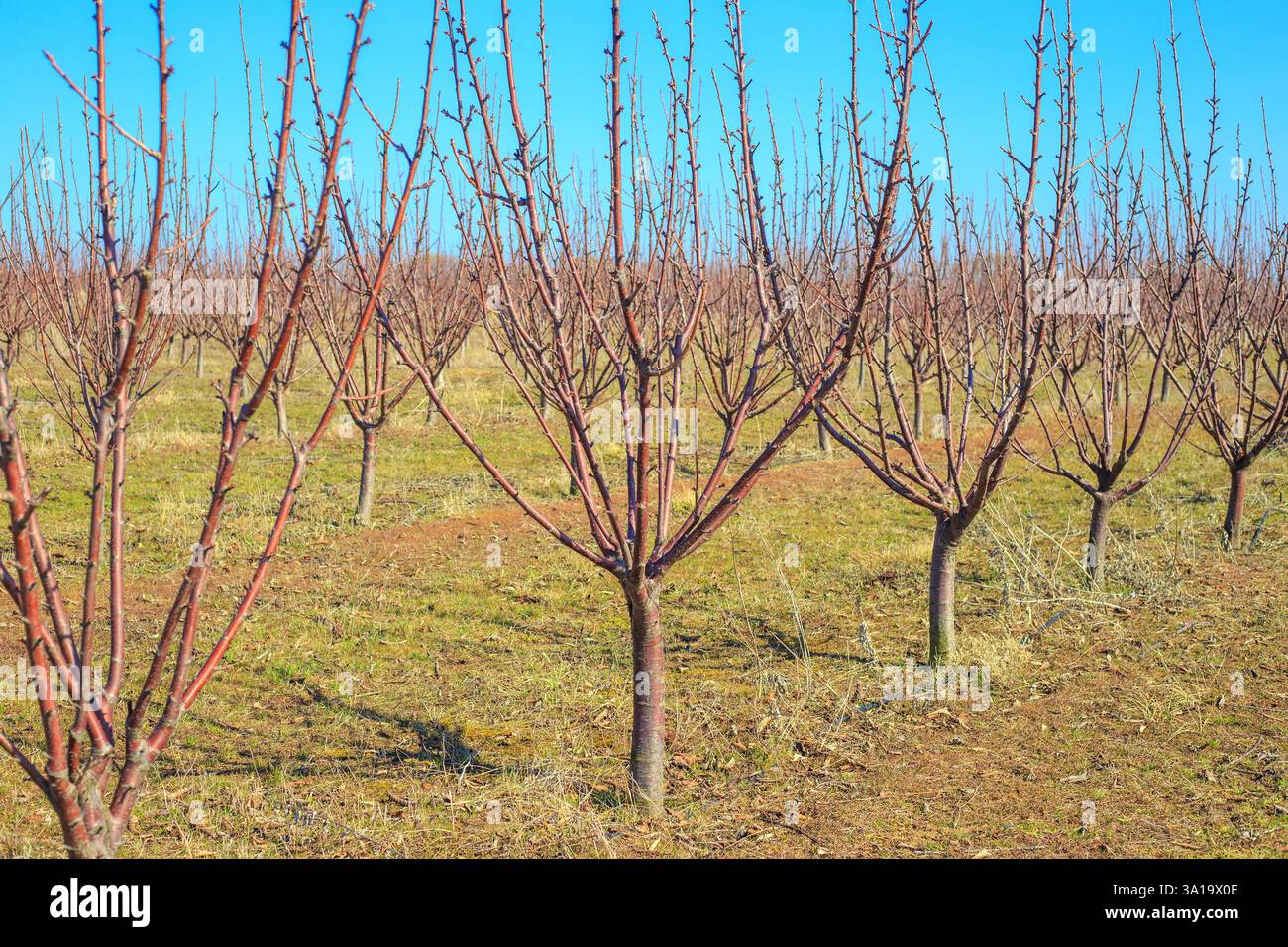 Fruit orchard with Kim Green Bush (KGB) formation on a farmer's rural ...