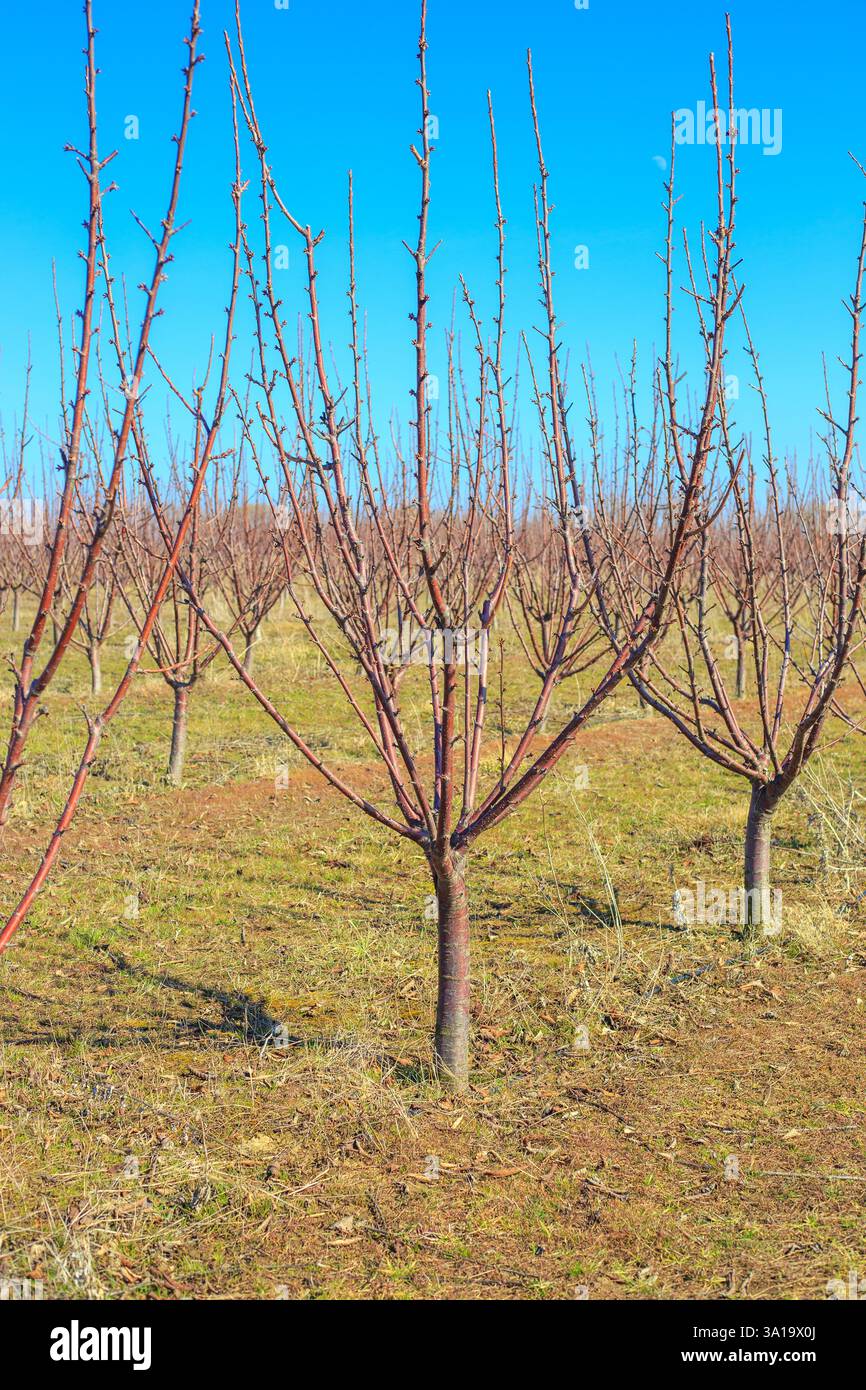 Orchard on a farm rural field in early spring. Growing fruits and ...
