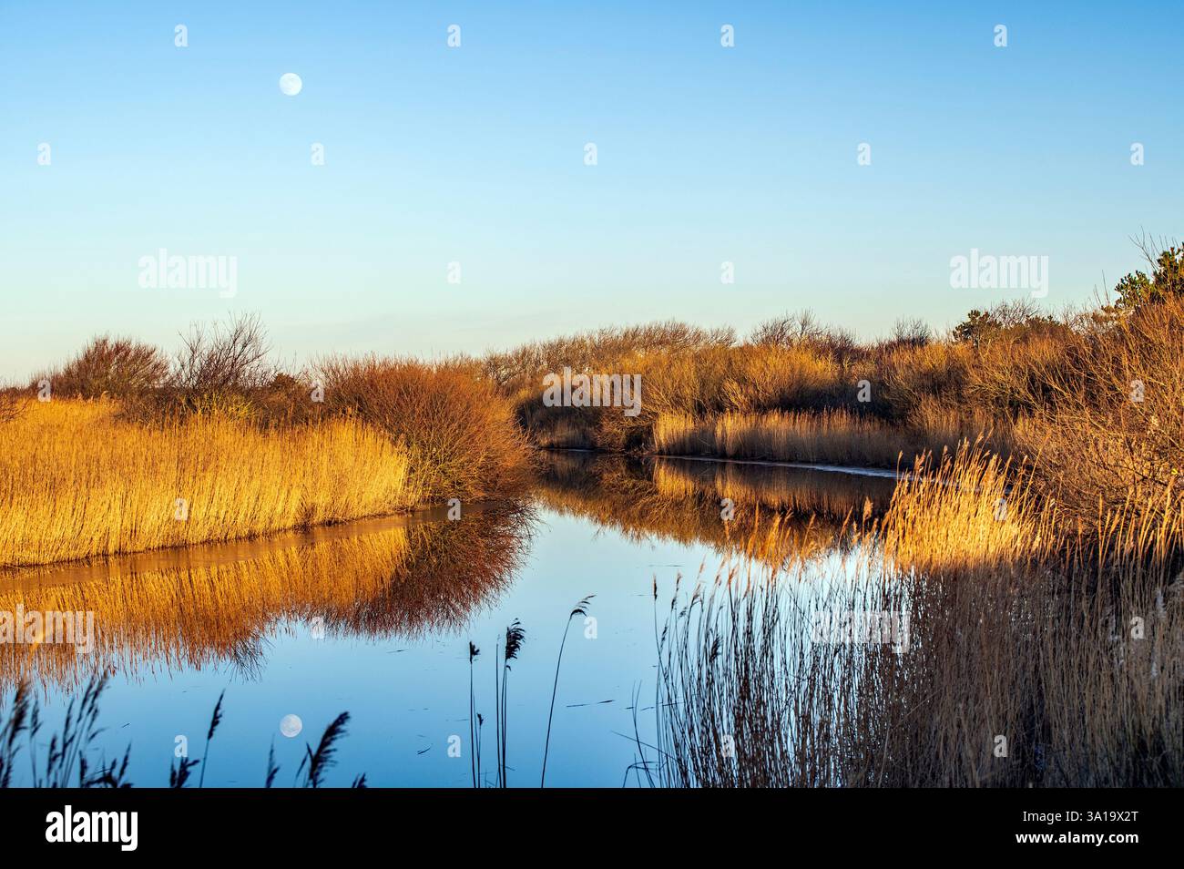 Reed zone with reflection Stock Photo - Alamy