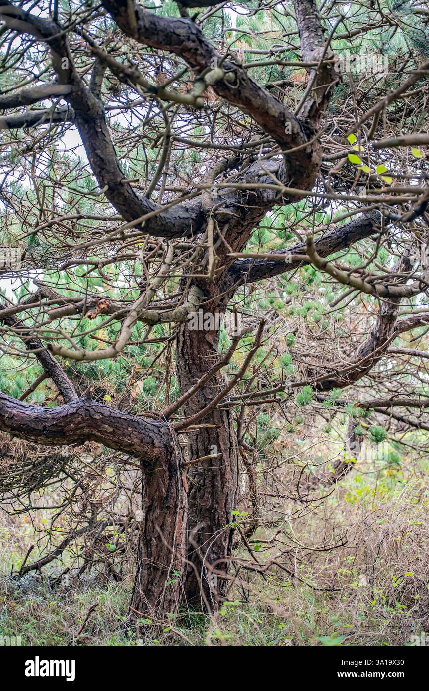 Well formed pines hi-res stock photography and images - Alamy