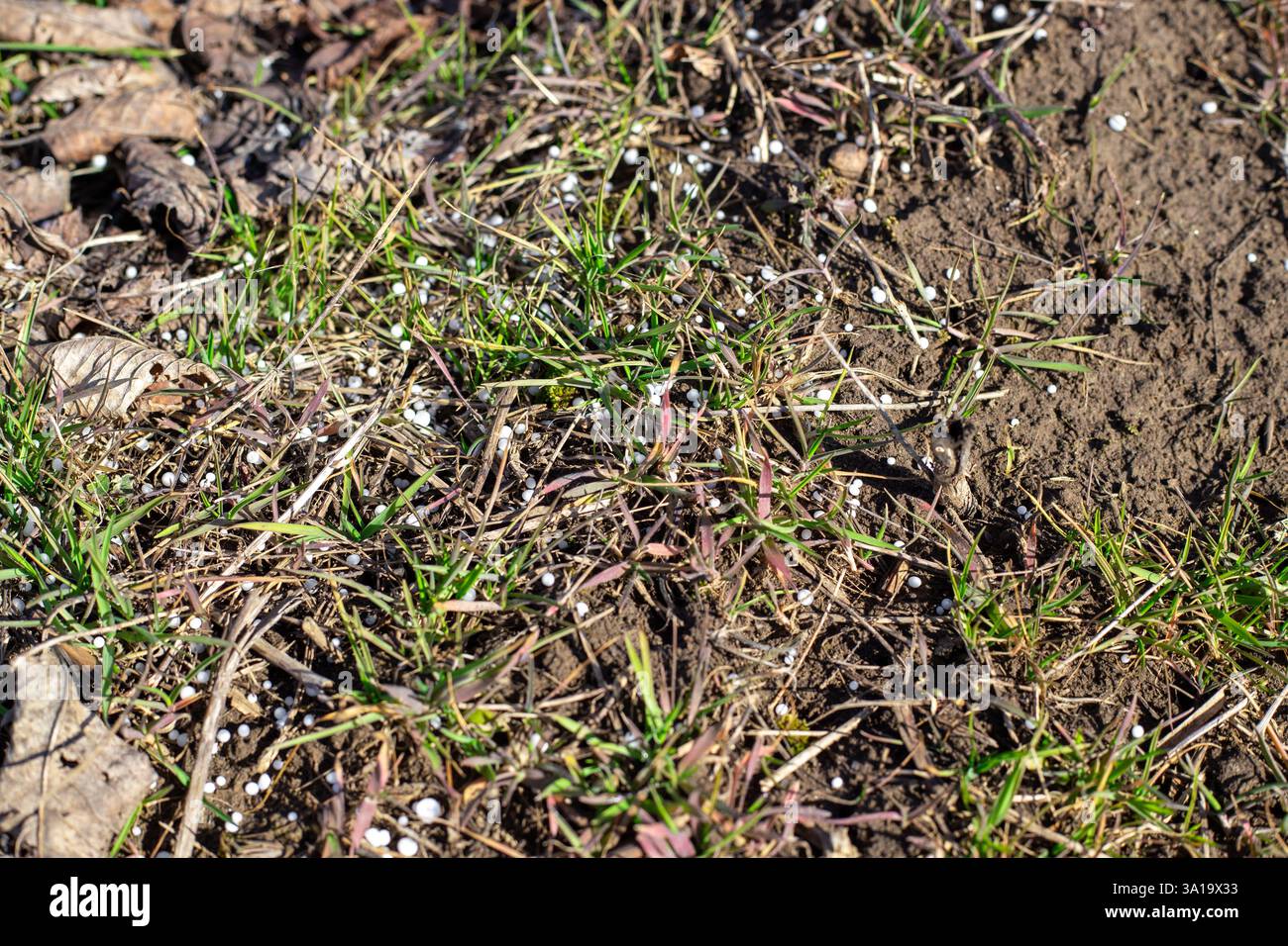 Fertilizer granules on the ground in the garden. Soil nutrition for the ...