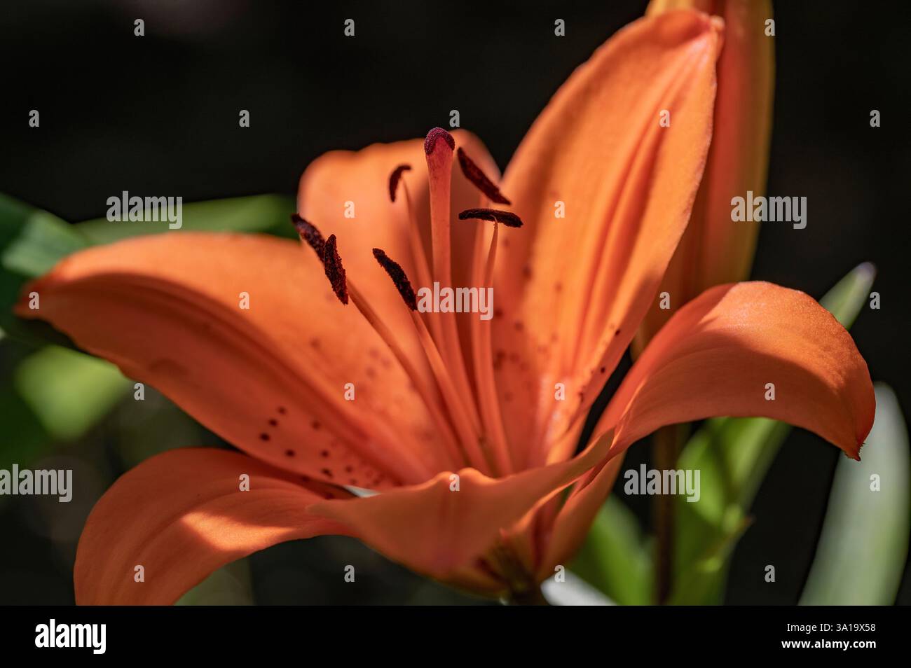 Fire lily in bloom Stock Photo - Alamy