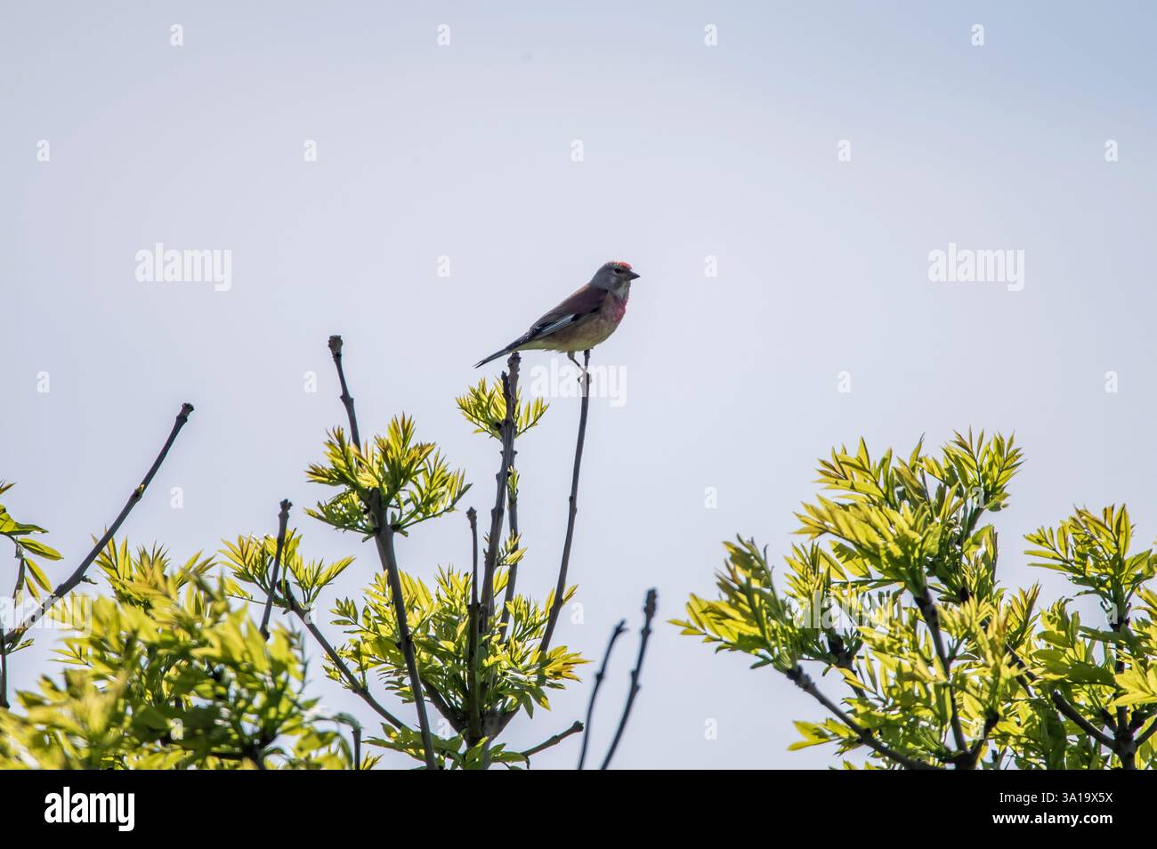 Common linnet in the branches hi-res stock photography and images - Alamy
