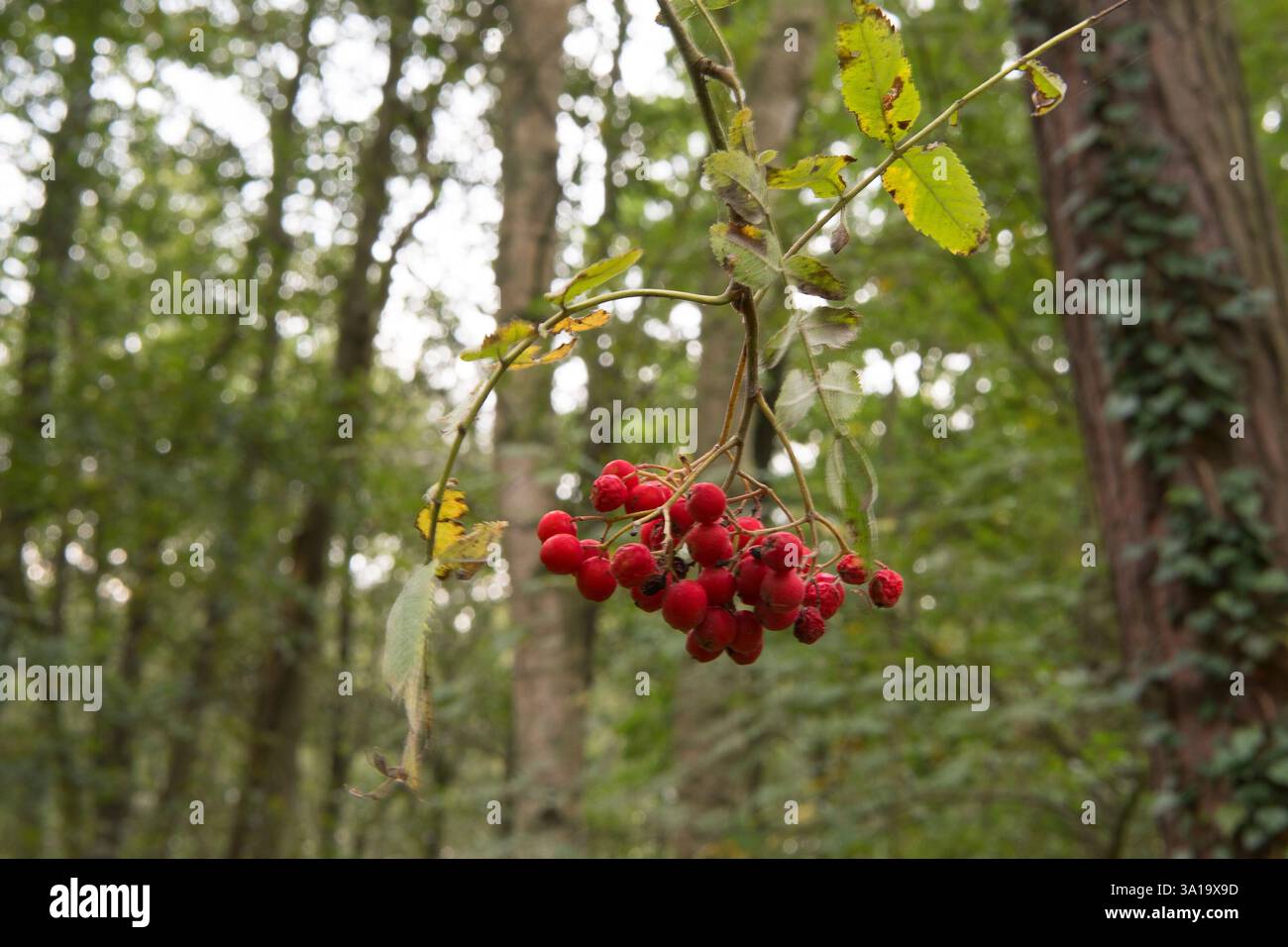 The red fruits of the rowan tree, also known as mountain ash Stock ...
