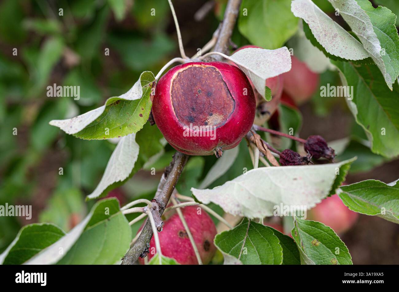 Apple blight - a consequence of too much sunlight due to climate change ...