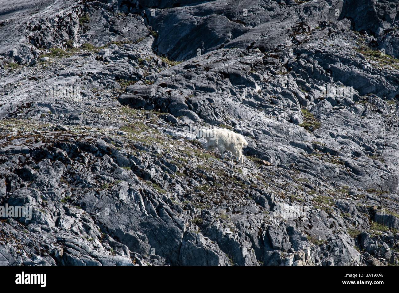Mountain goat in a rock face glacier bay national park hi-res stock ...