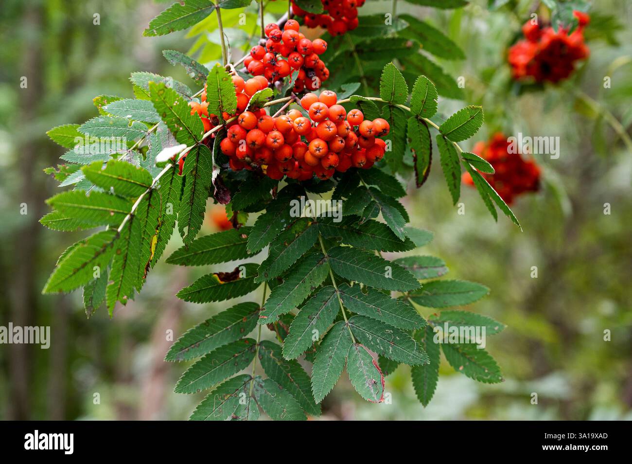 The fruits of the rowan tree, also known as mountain ash - Close Up ...