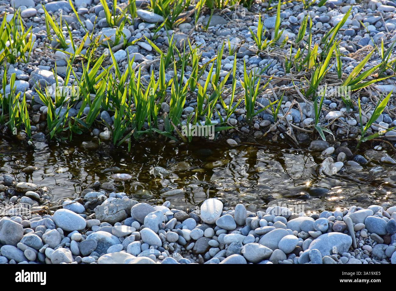 Small watercourse in the gravel bed with fresh greenery Stock Photo - Alamy