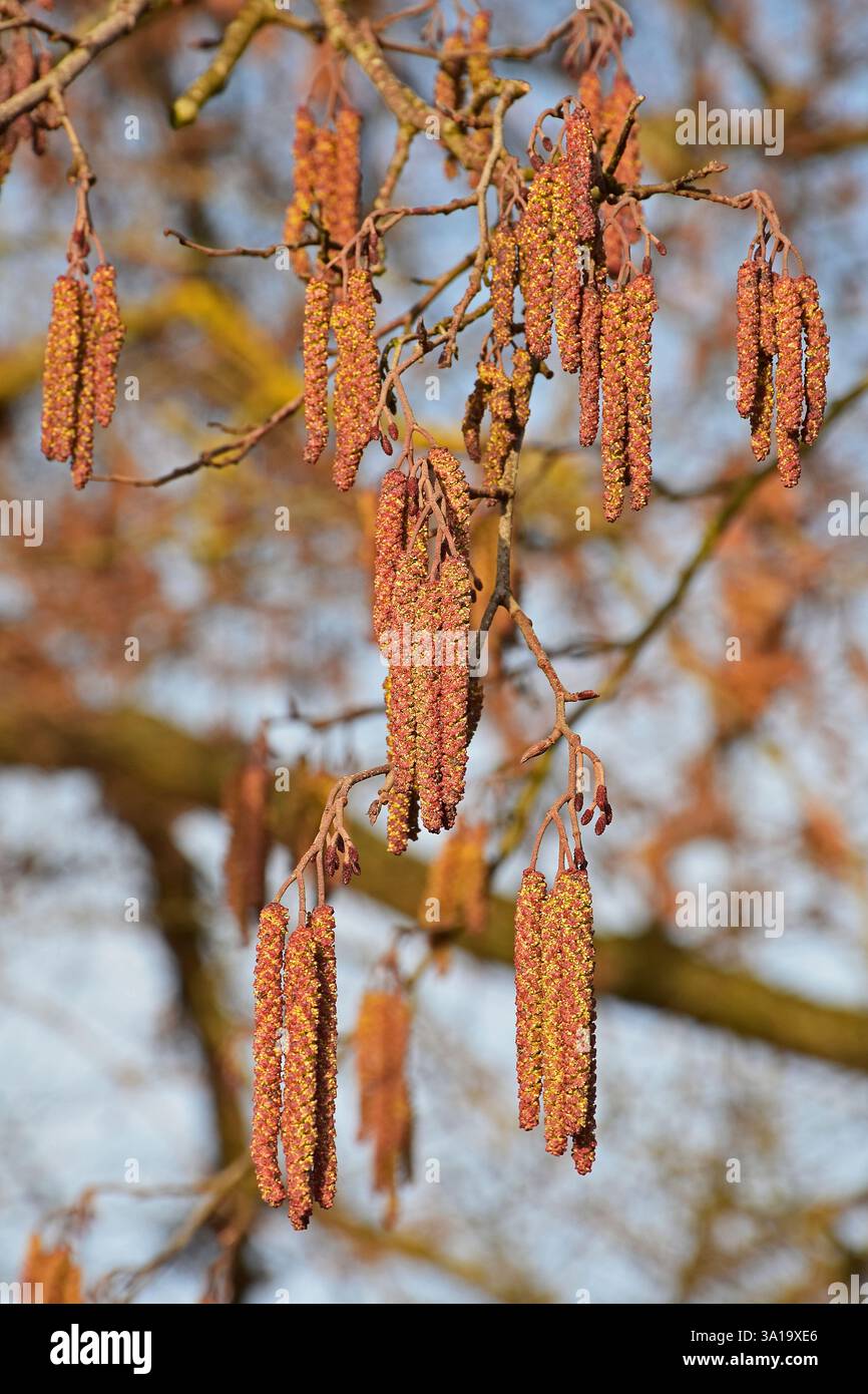 Male catkins of the gray alder Alnus incana Stock Photo - Alamy