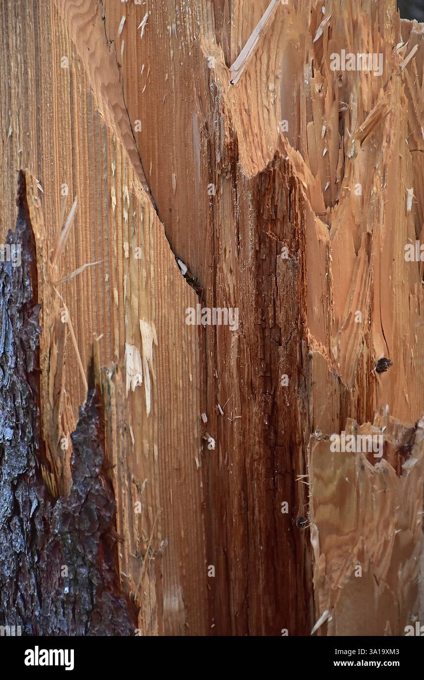 Structure of a broken tree trunk Stock Photo - Alamy