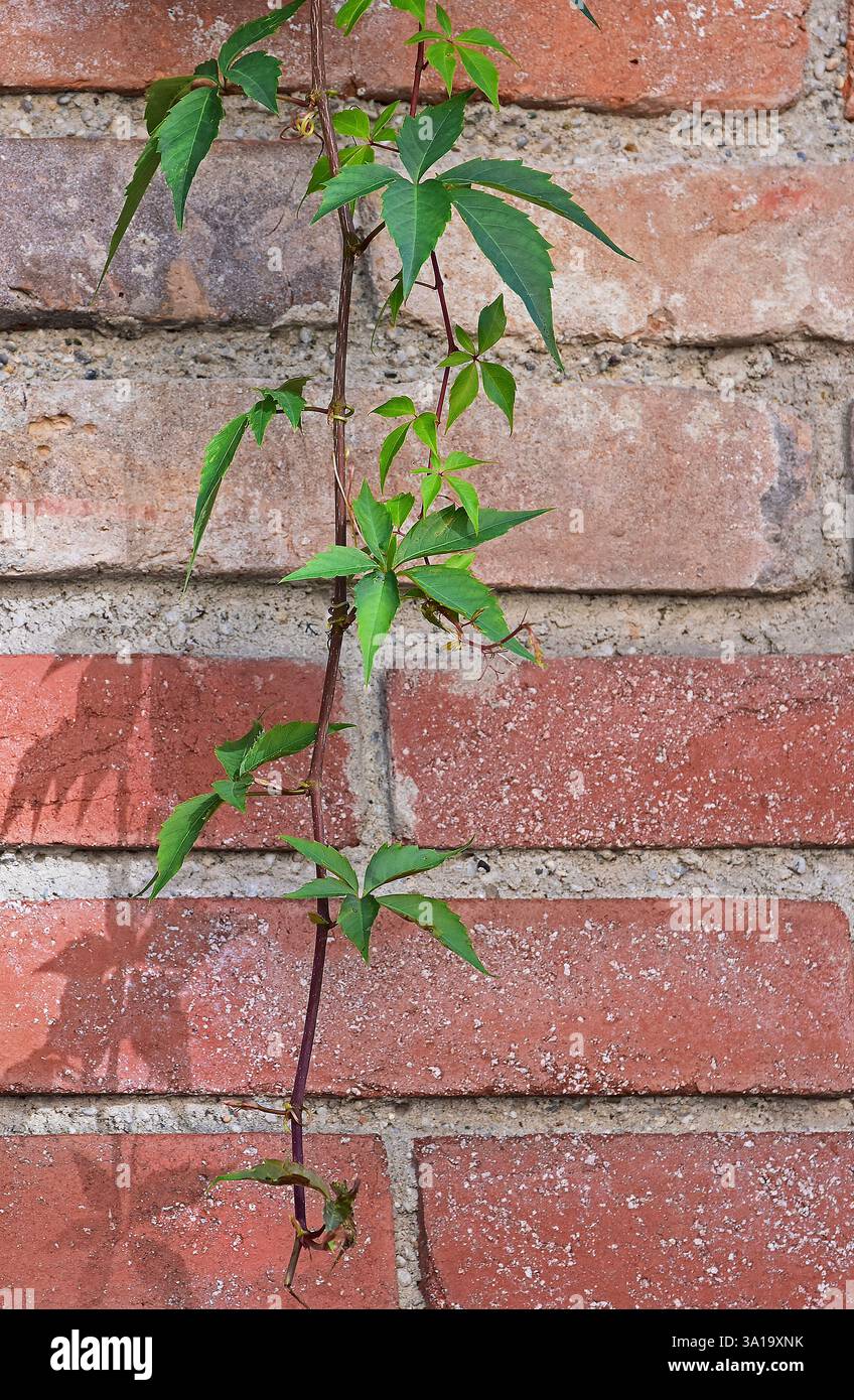 Wild vine on a historic brick wall Stock Photo - Alamy