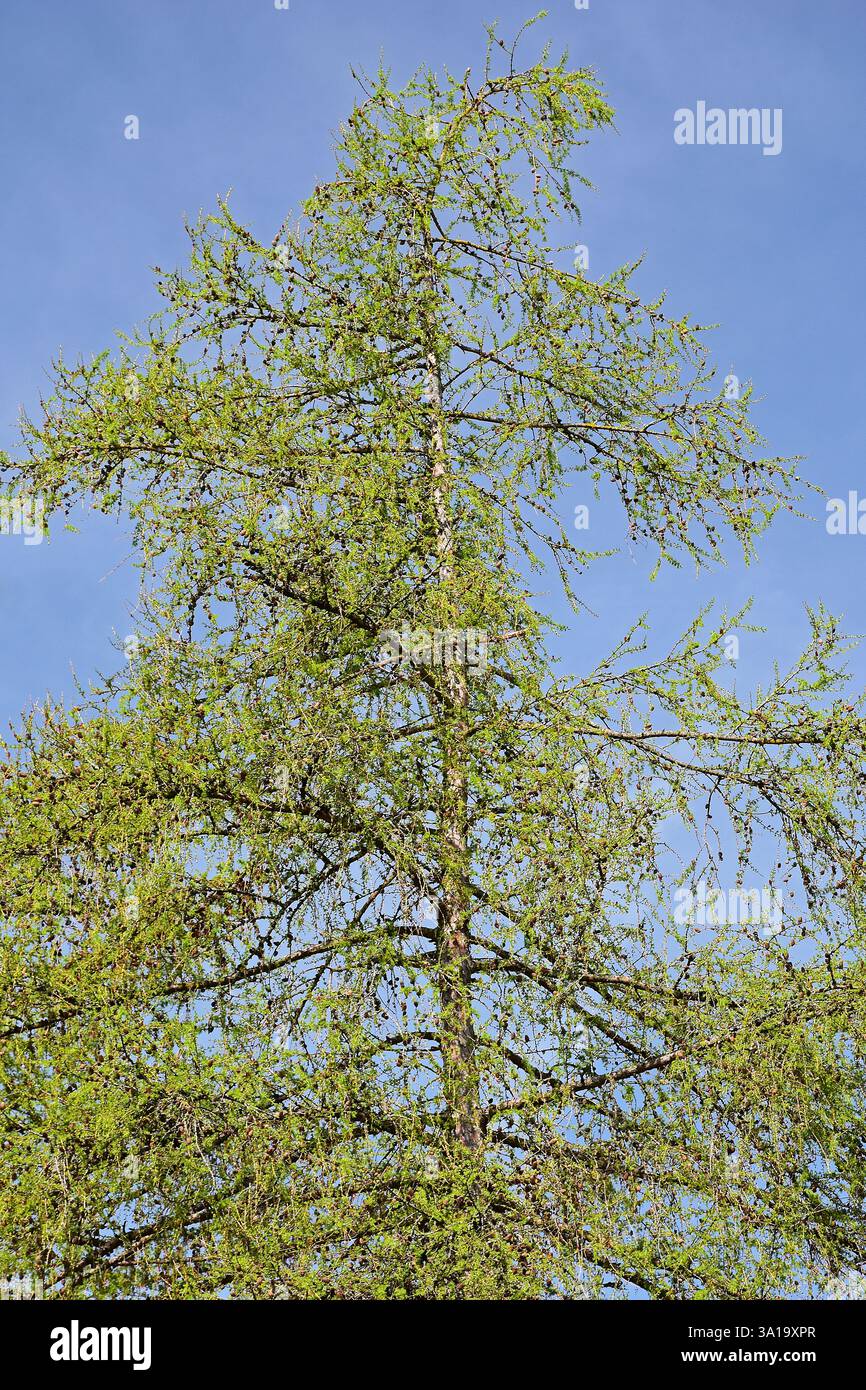 Top of a larch, Larix, with fresh green needle leaves Stock Photo - Alamy