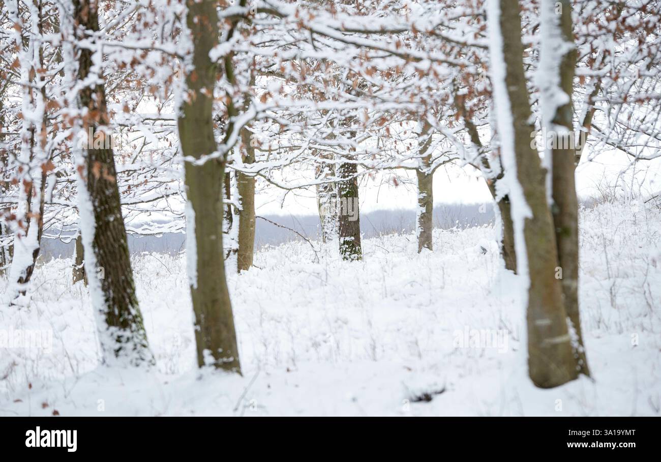 Snow-covered forest floor on a slope Stock Photo - Alamy