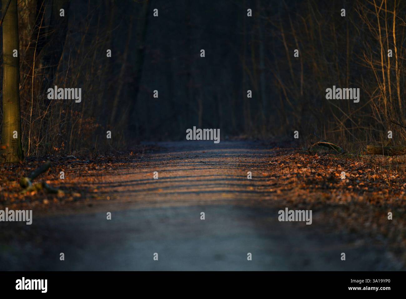 Forest path, sunlight, shade Stock Photo - Alamy