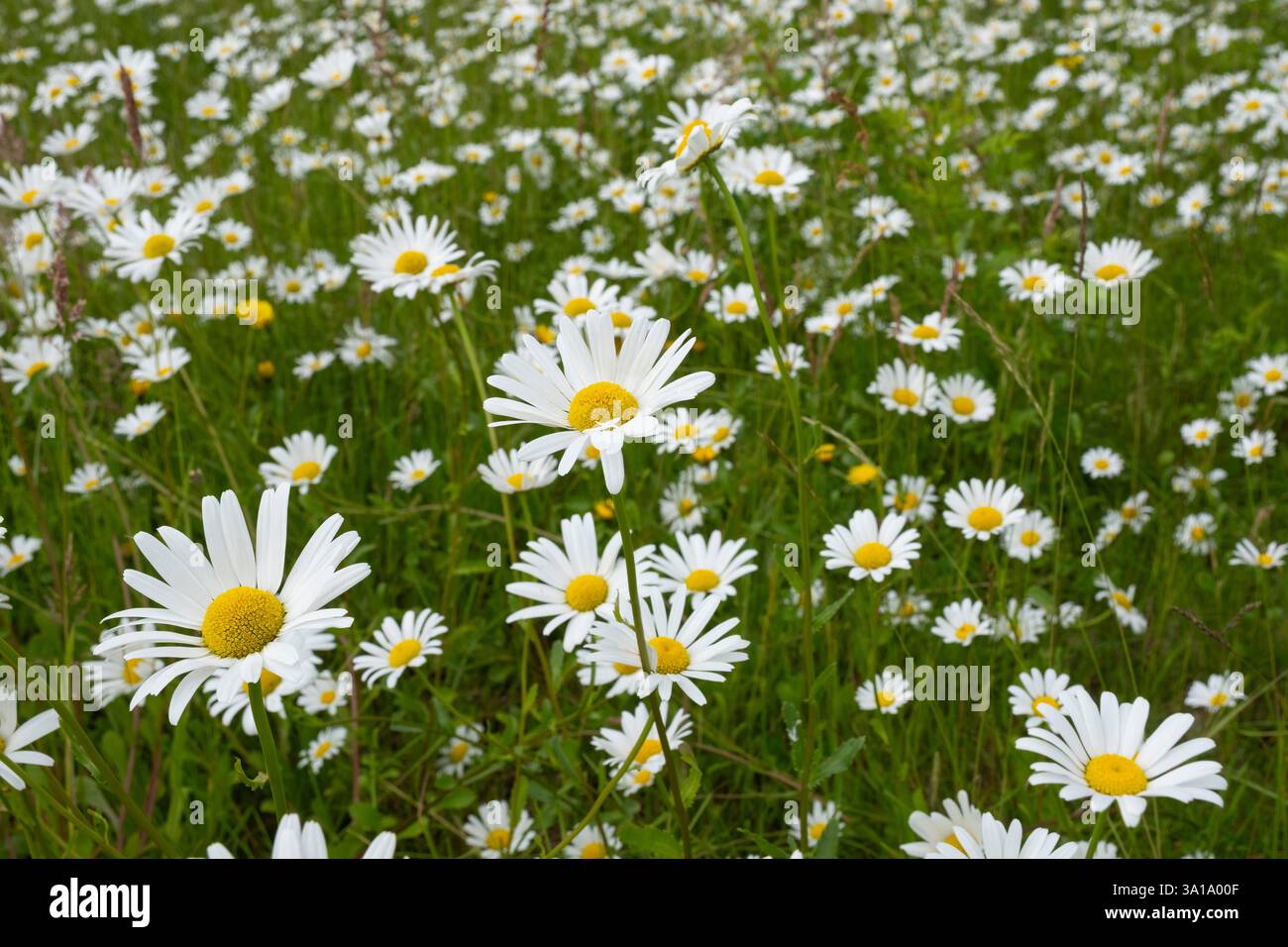 Germany, Schleswig-Holstein, meadow daisy, Leucanthemum vulgare Stock ...