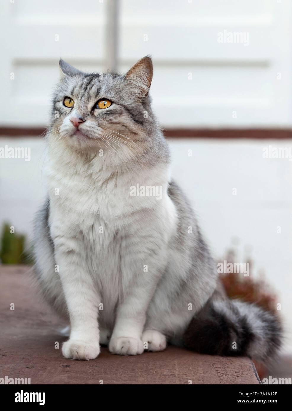 Portrait of a beautiful long-haired cat, white and gray, with yellow ...