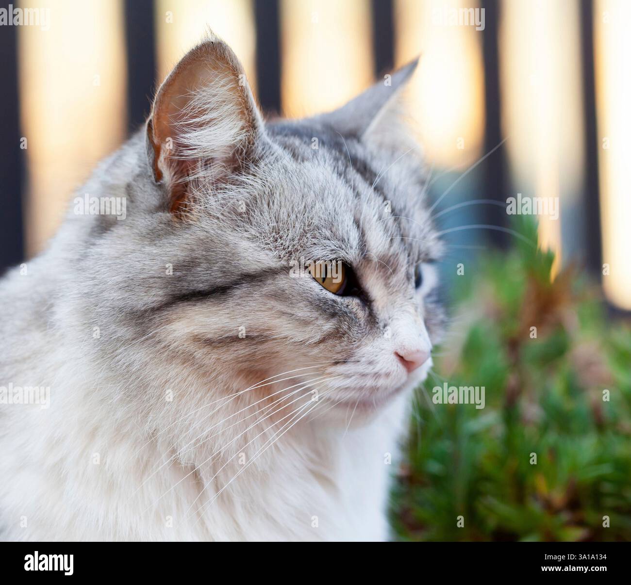 Portrait of a beautiful long-haired cat, white and gray, with yellow ...
